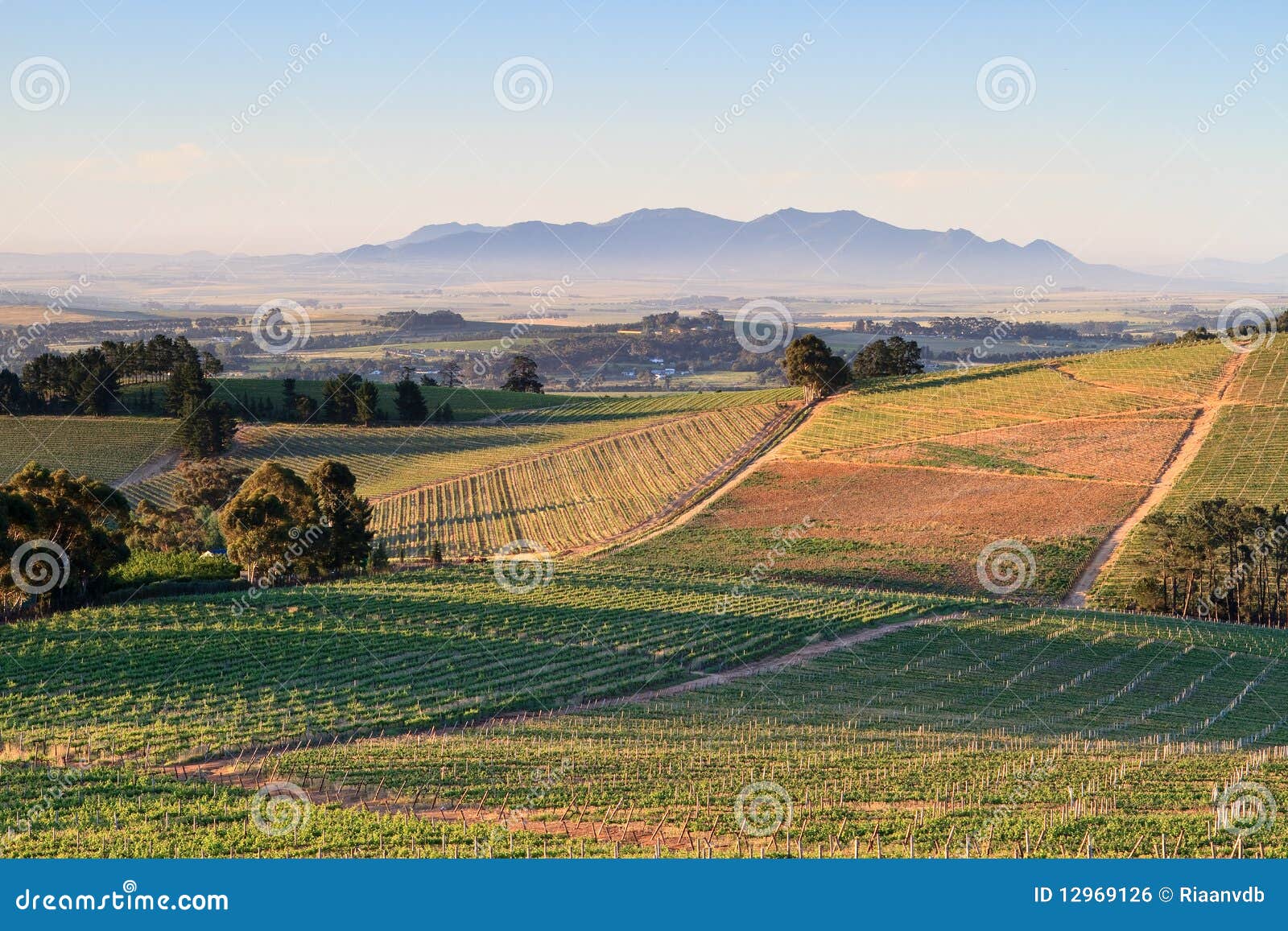Winelands stock photo. Image of landscape, winery, cape - 12969126