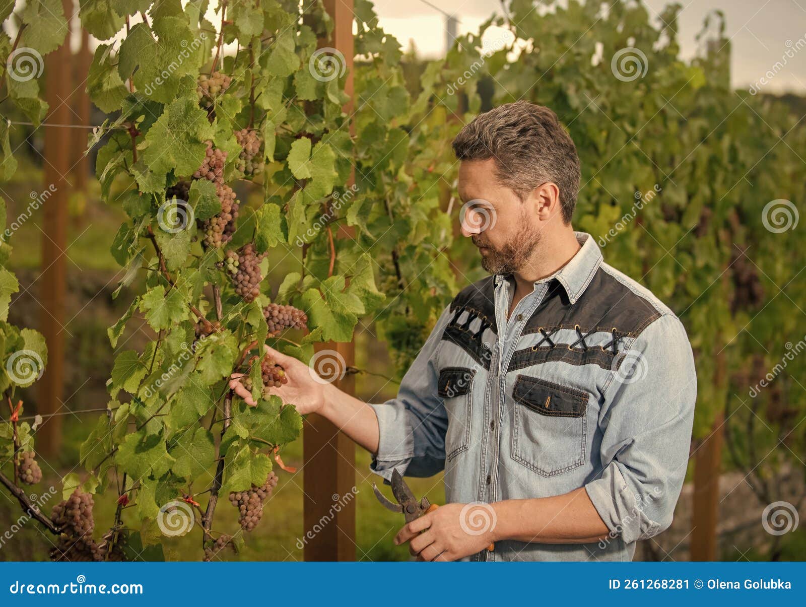 Winemaker Cut Grapes with Gardening Scissors, Gardening Stock Image ...