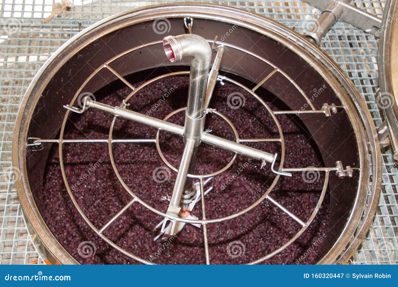 Winemaker Harvest Winemaking Vats for Fermenting Grapes Red Stock Image ...