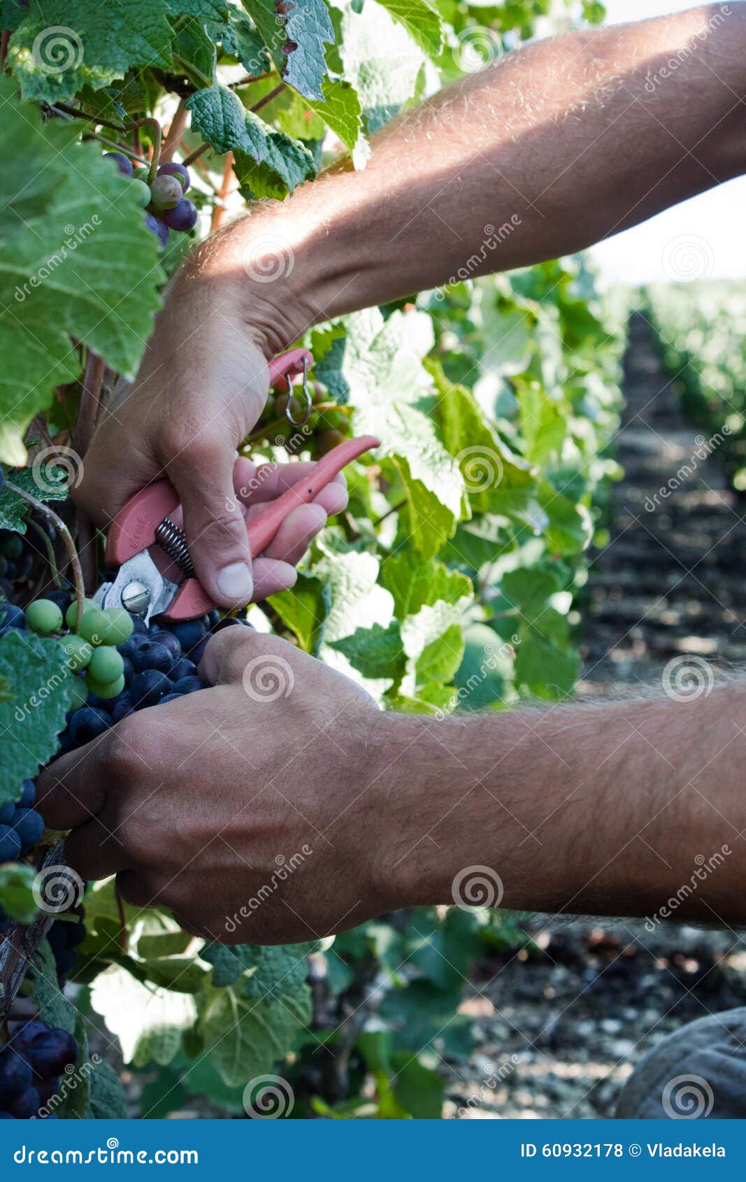 Winemaker Man Picking Grapes at Harvest Time in the Sunshine Stock ...