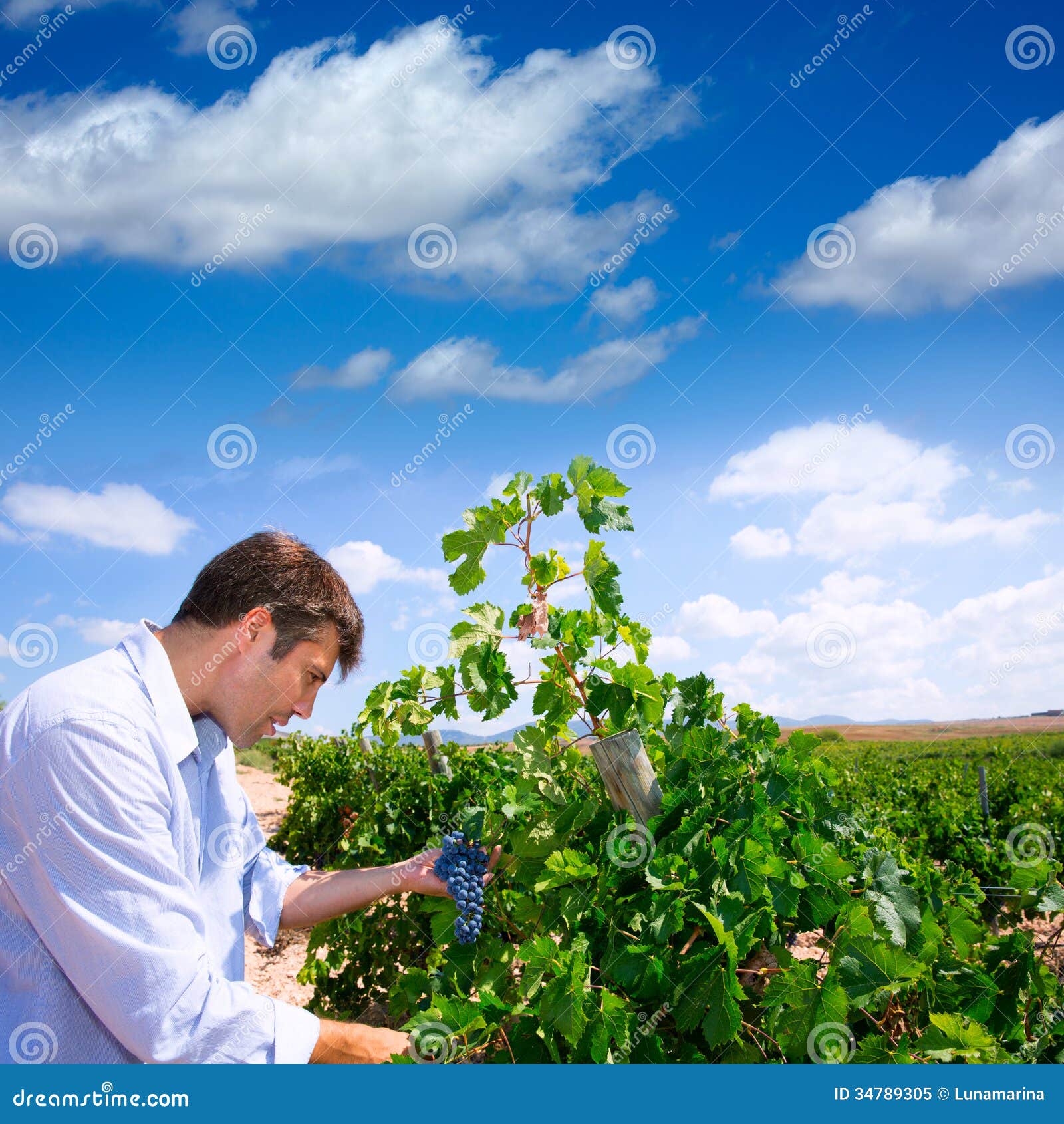 Winemaker Oenologist Checking Tempranillo Wine Grapes Stock Image ...
