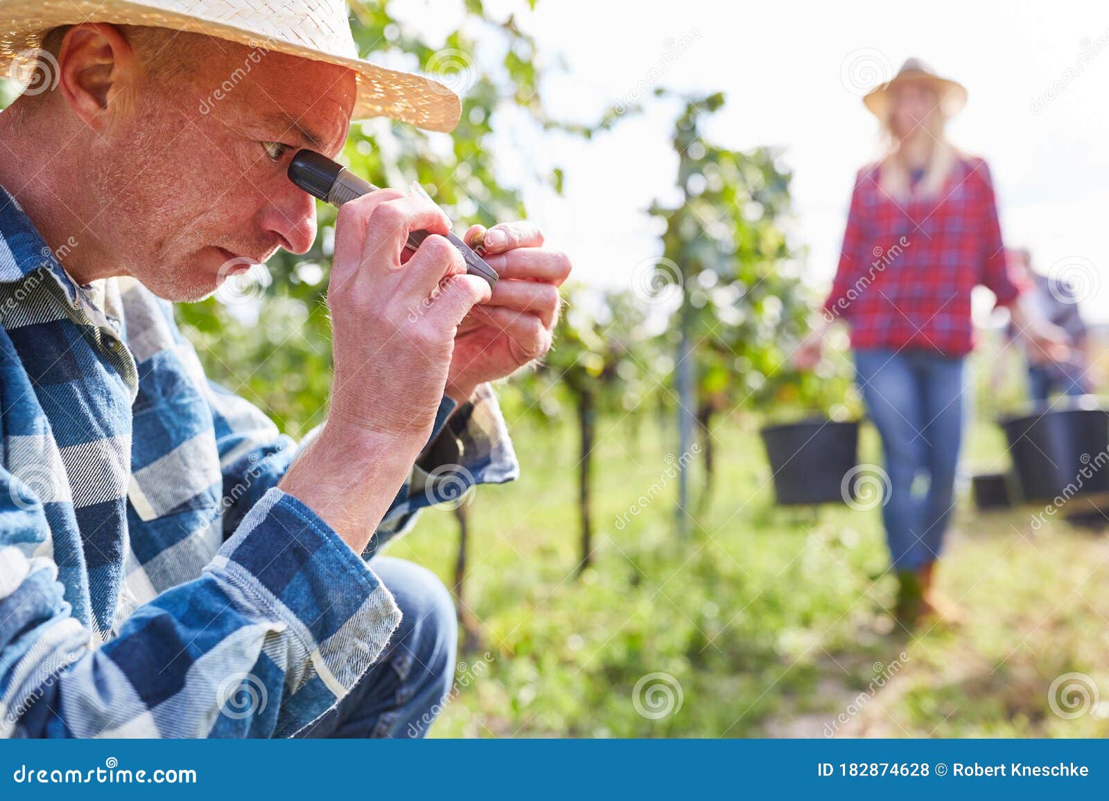 Winemaker or Oenologist with a Hand Refractometer Stock Photo - Image ...