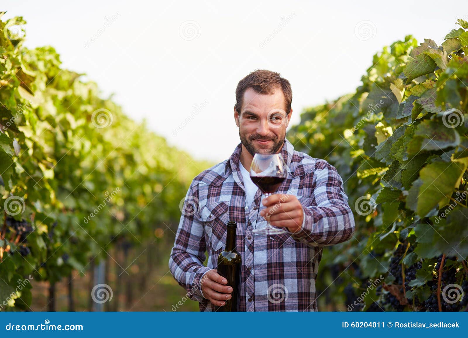 Winemaker in vineyard stock image. Image of harvest, agriculture - 60204011