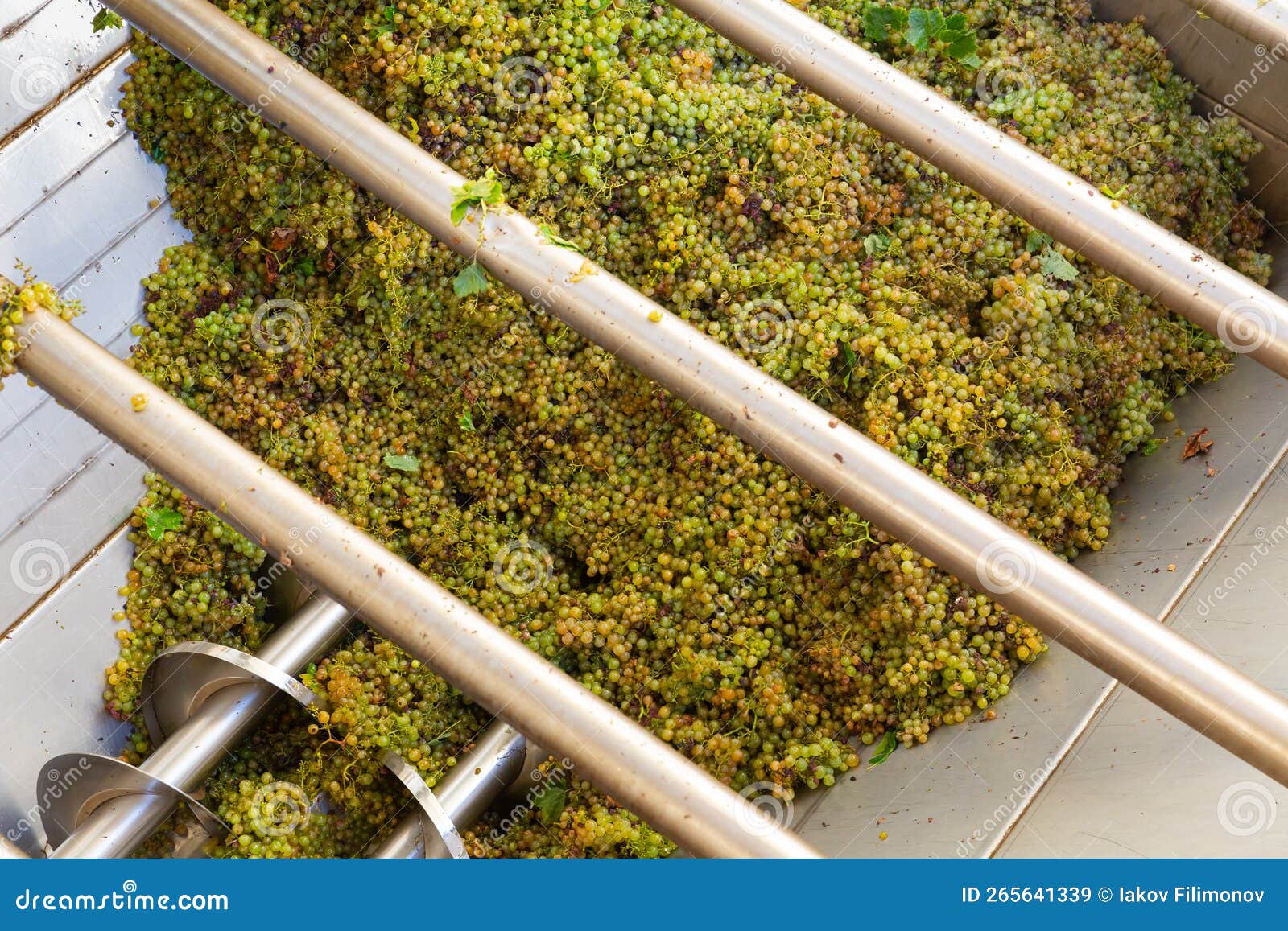 Bunches of Green Grapes Crushed by Industrial Grape Crusher Machine in ...