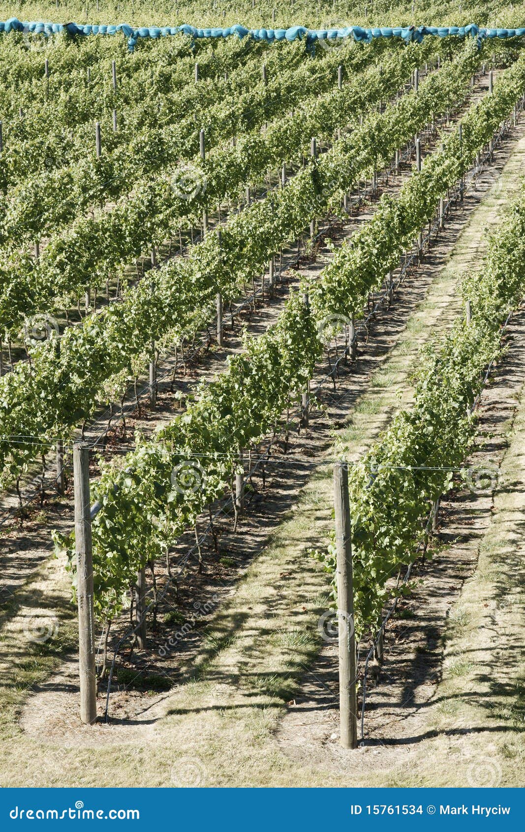 Winery stock photo. Image of green, columbia, planted - 15761534