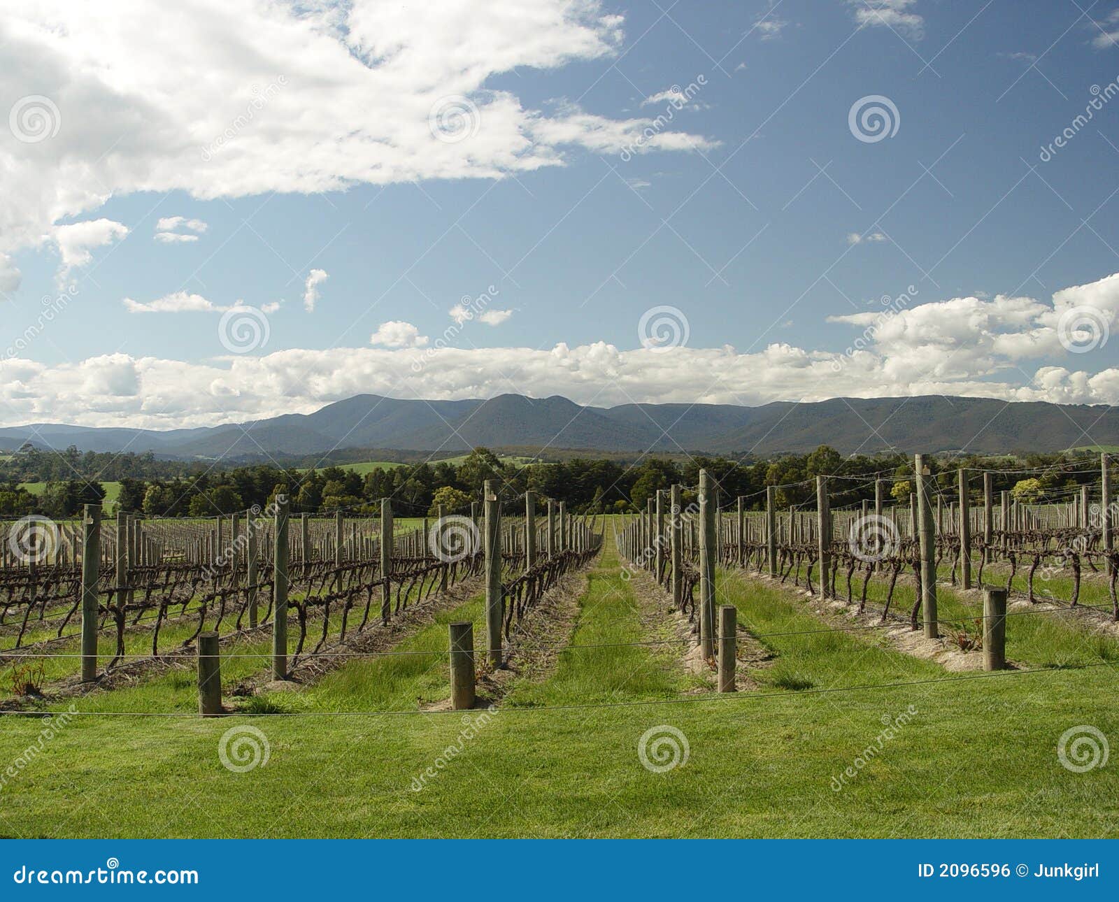 Winery stock photo. Image of champagne, country, agriculture - 2096596