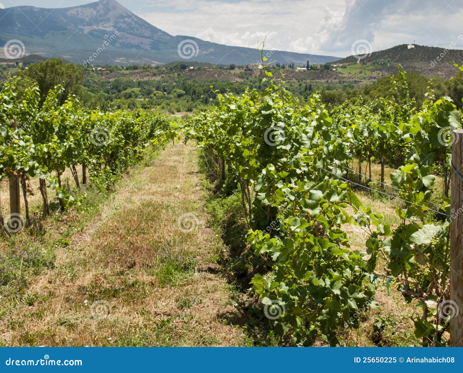 Winery stock image. Image of vineyard, landscape, summer - 25650225