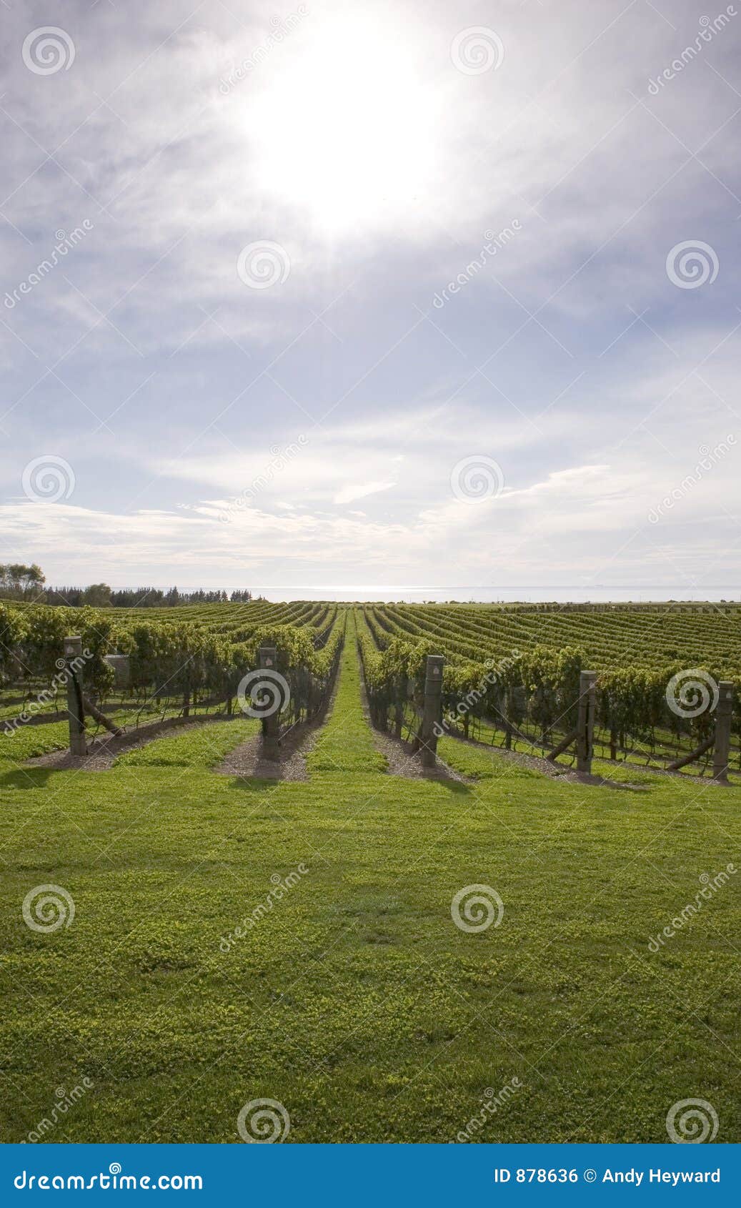 Winery stock photo. Image of grapes, vineyard, ocean, winery - 878636