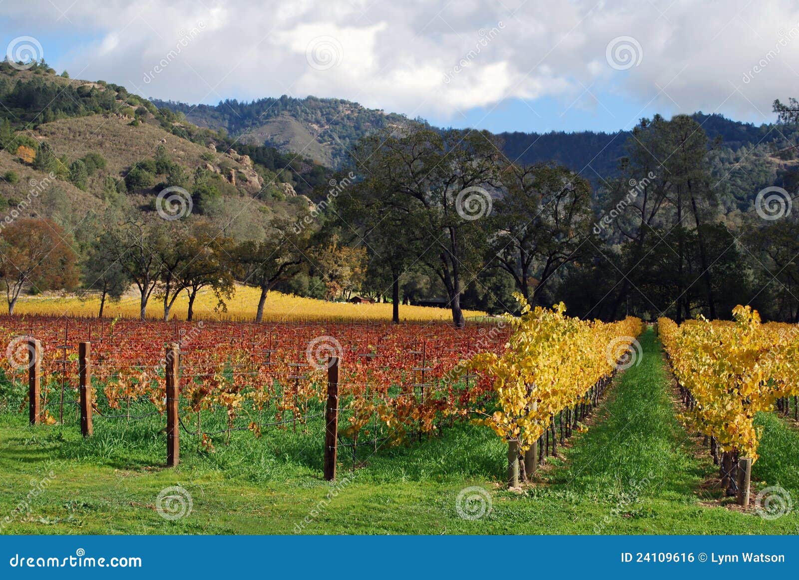 Winery in the autumn stock photo. Image of autumn, nature - 24109616