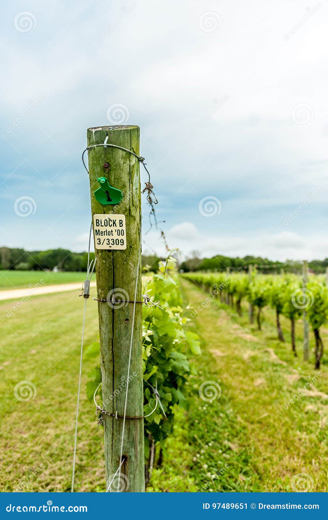 Winery on Eastern Shore of VA Editorial Photo - Image of summer, vines ...
