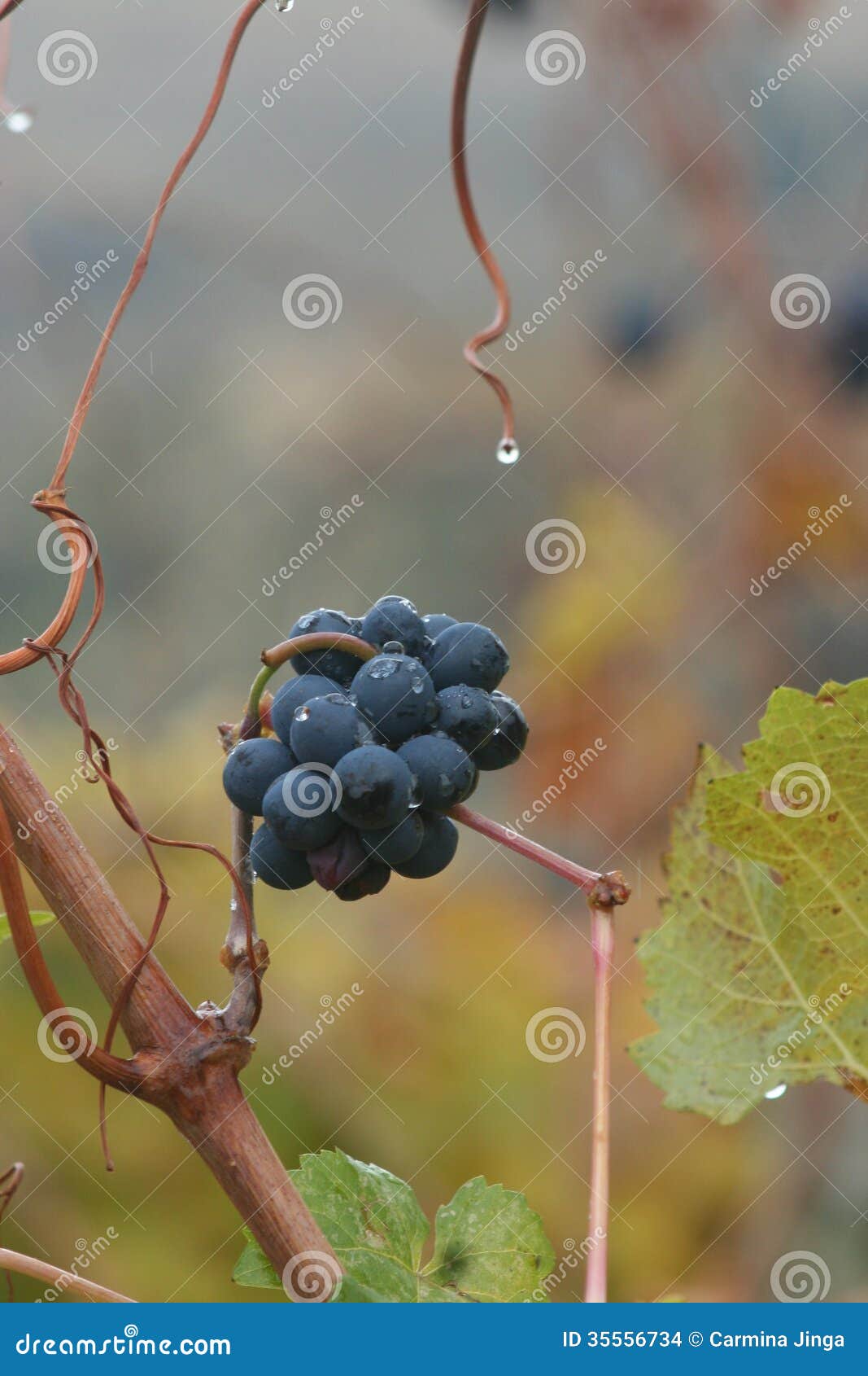 Winery in the fall stock photo. Image of winery, grape - 35556734