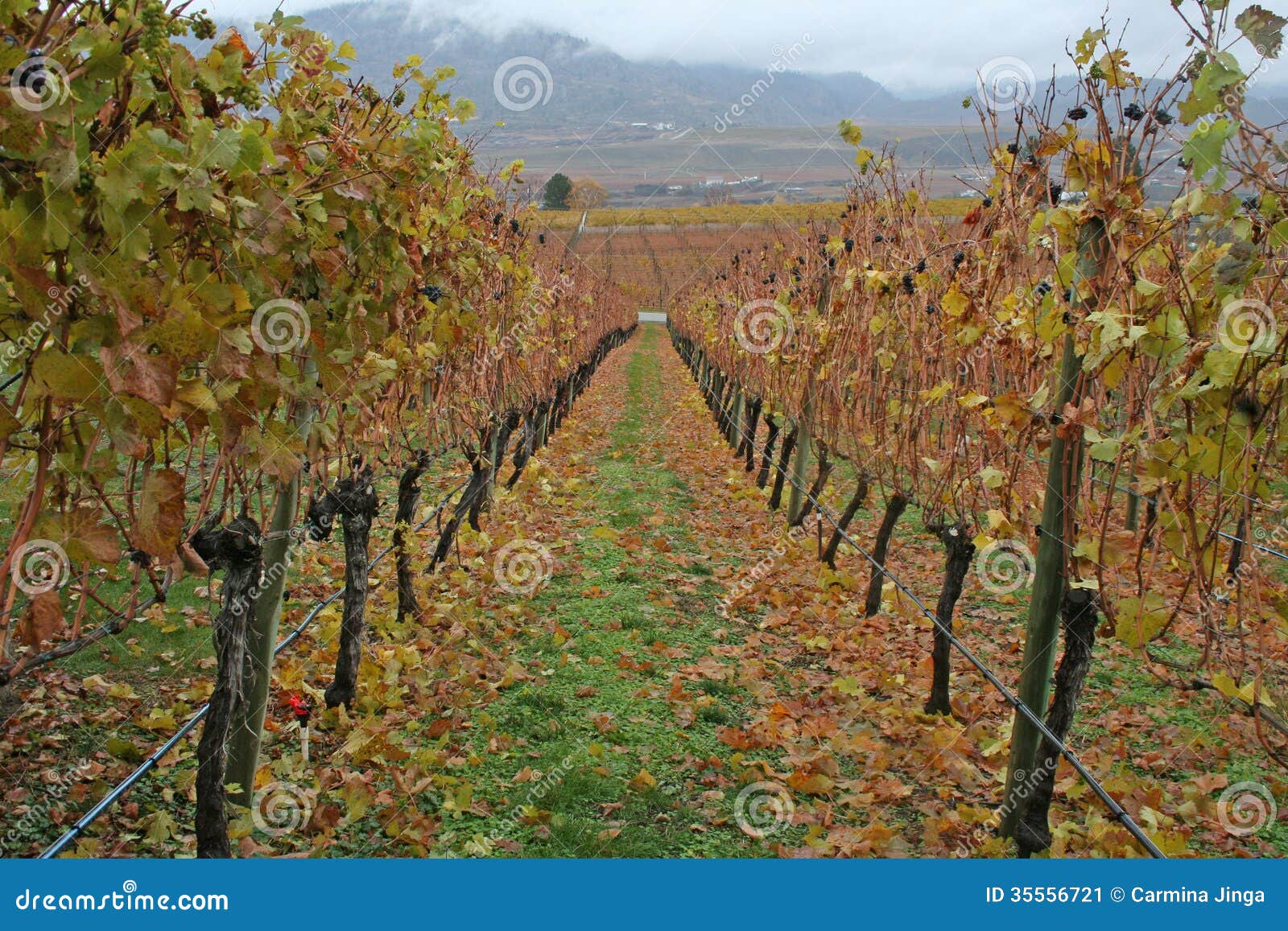 Winery in the fall stock image. Image of rain, ossoyos - 35556721