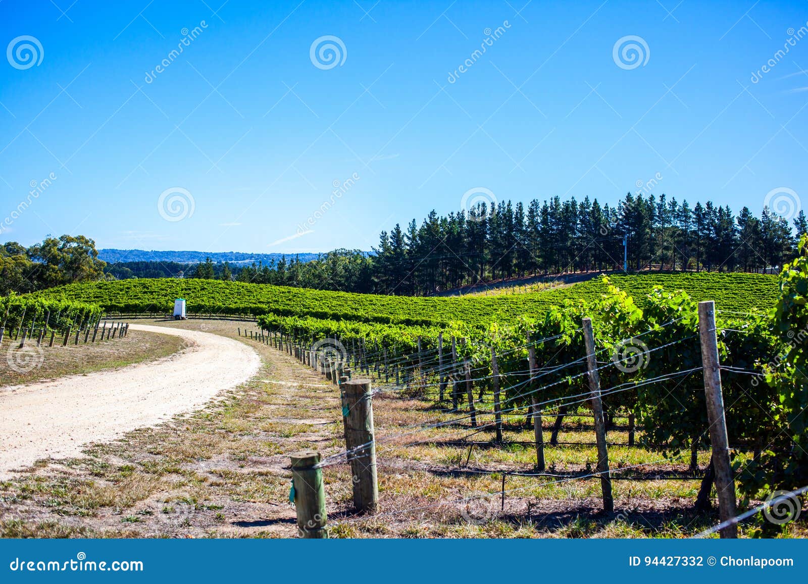 Winery farm stock photo. Image of leaf, nature, grapevines - 94427332
