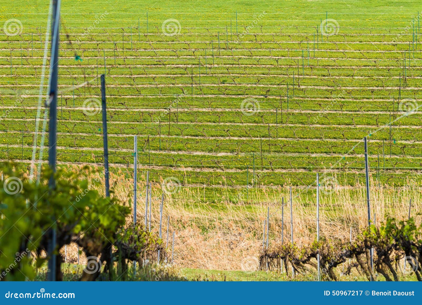 Winery Field stock image. Image of grape, crop, growing - 50967217