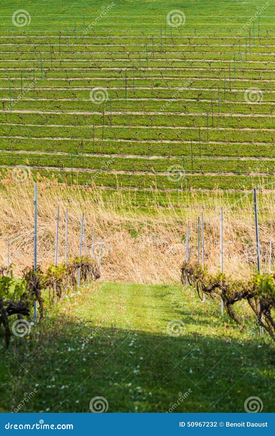 Winery Field stock photo. Image of plant, summer, steep - 50967232