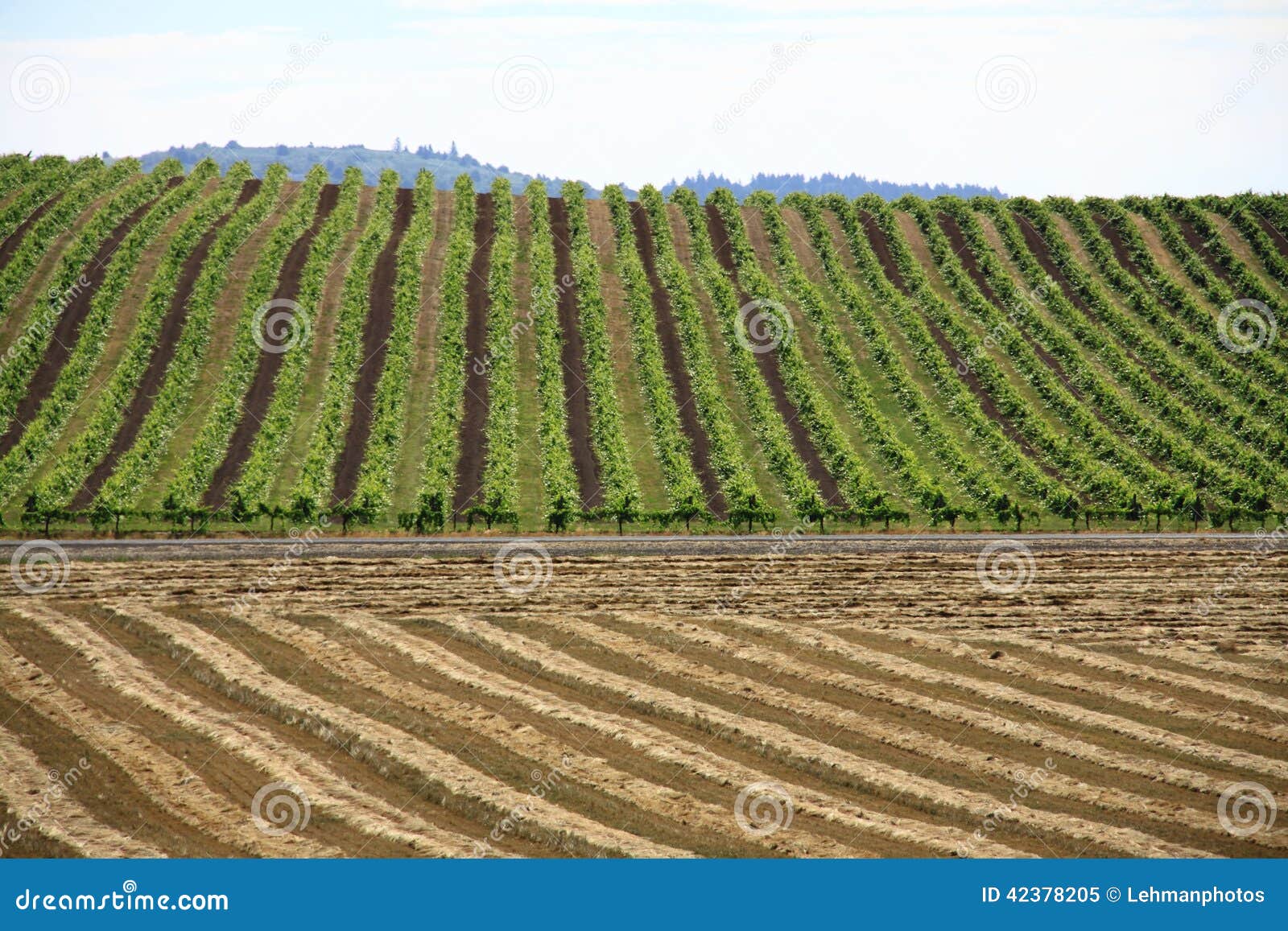 Winery and Hay Field Patterns Stock Image - Image of lines, dark: 42378205