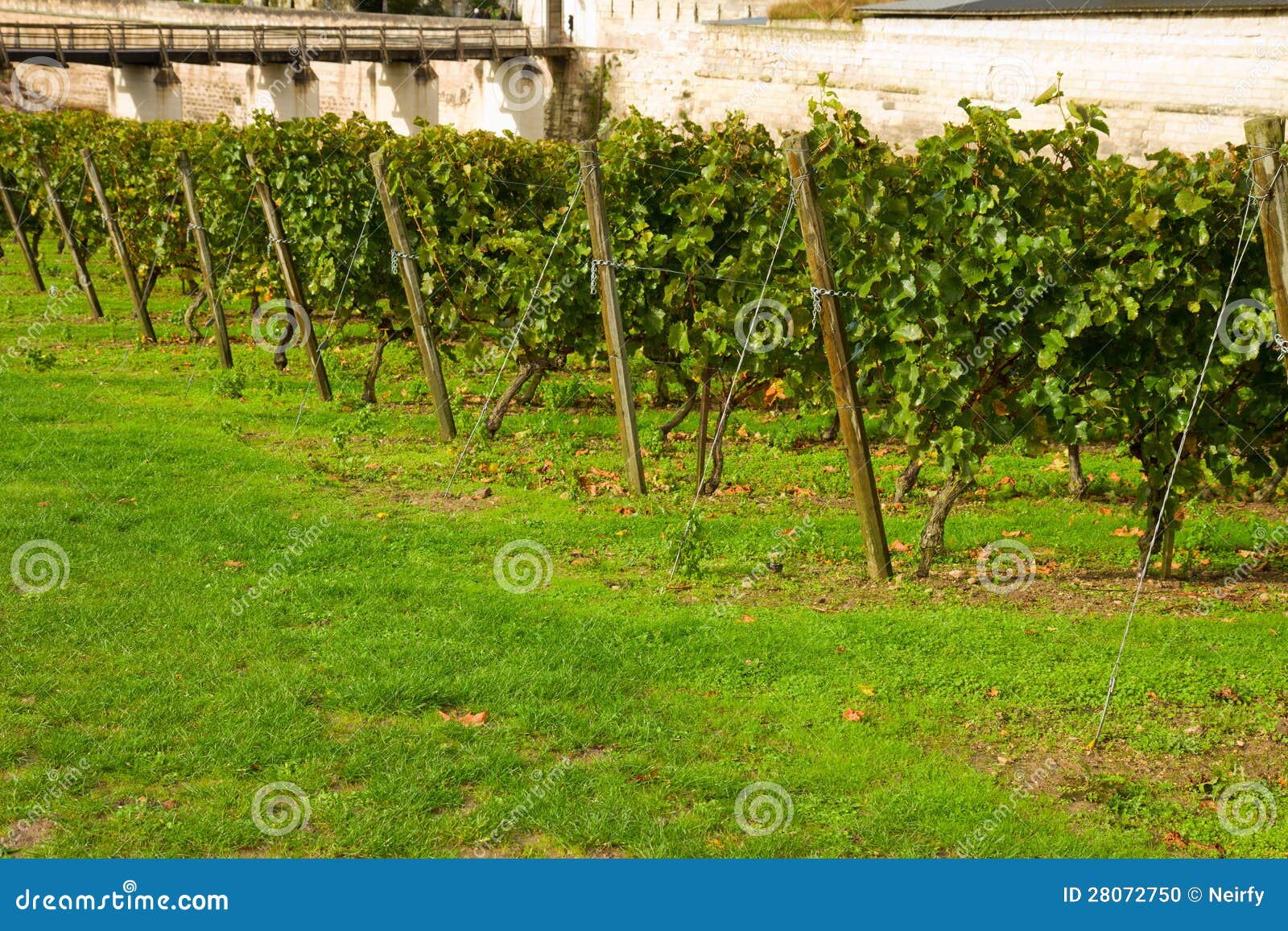 Winery rows stock photo. Image of beauty, nature, farming - 28072750
