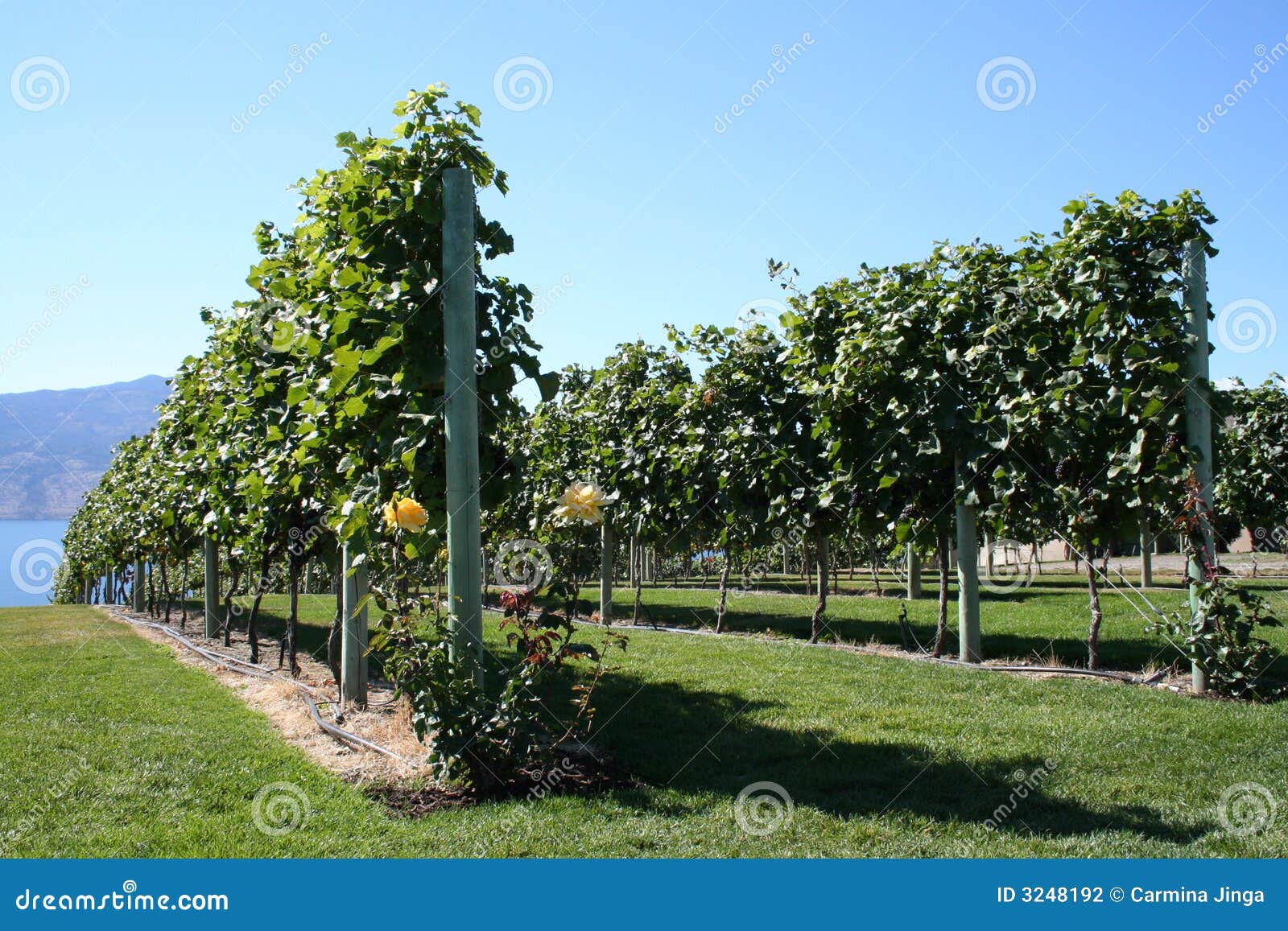 Winery rows stock photo. Image of mountain, lake, farming - 3248192