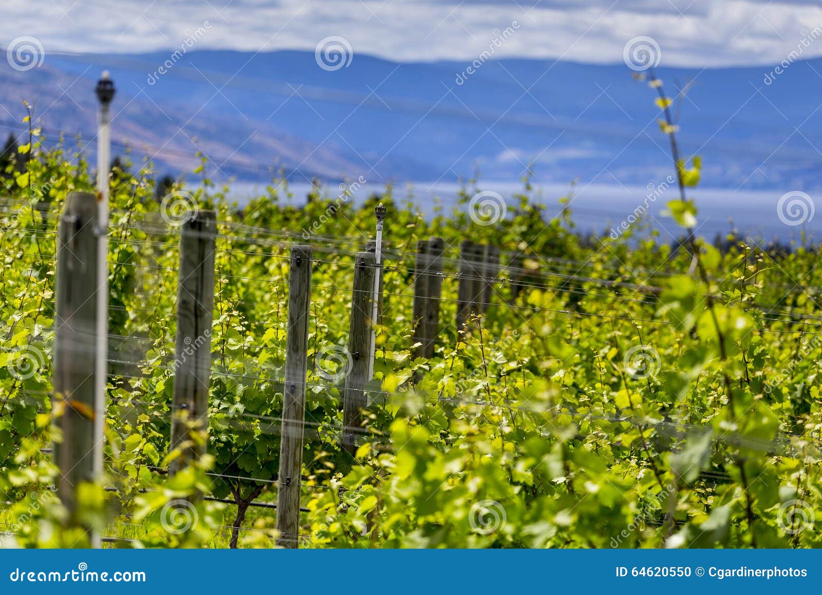 Winery Rows of Grapes stock photo. Image of winery, looking - 64620550