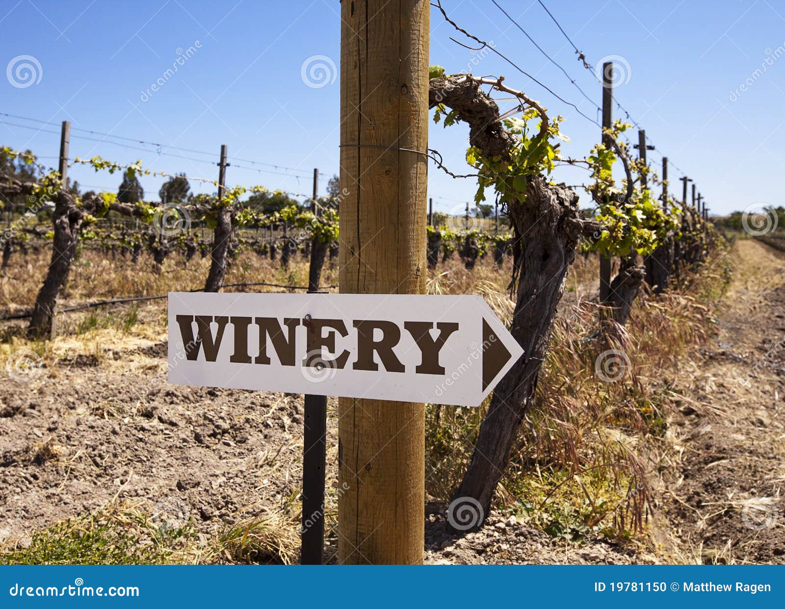 Winery Sign with Old Vines stock photo. Image of growing - 19781150