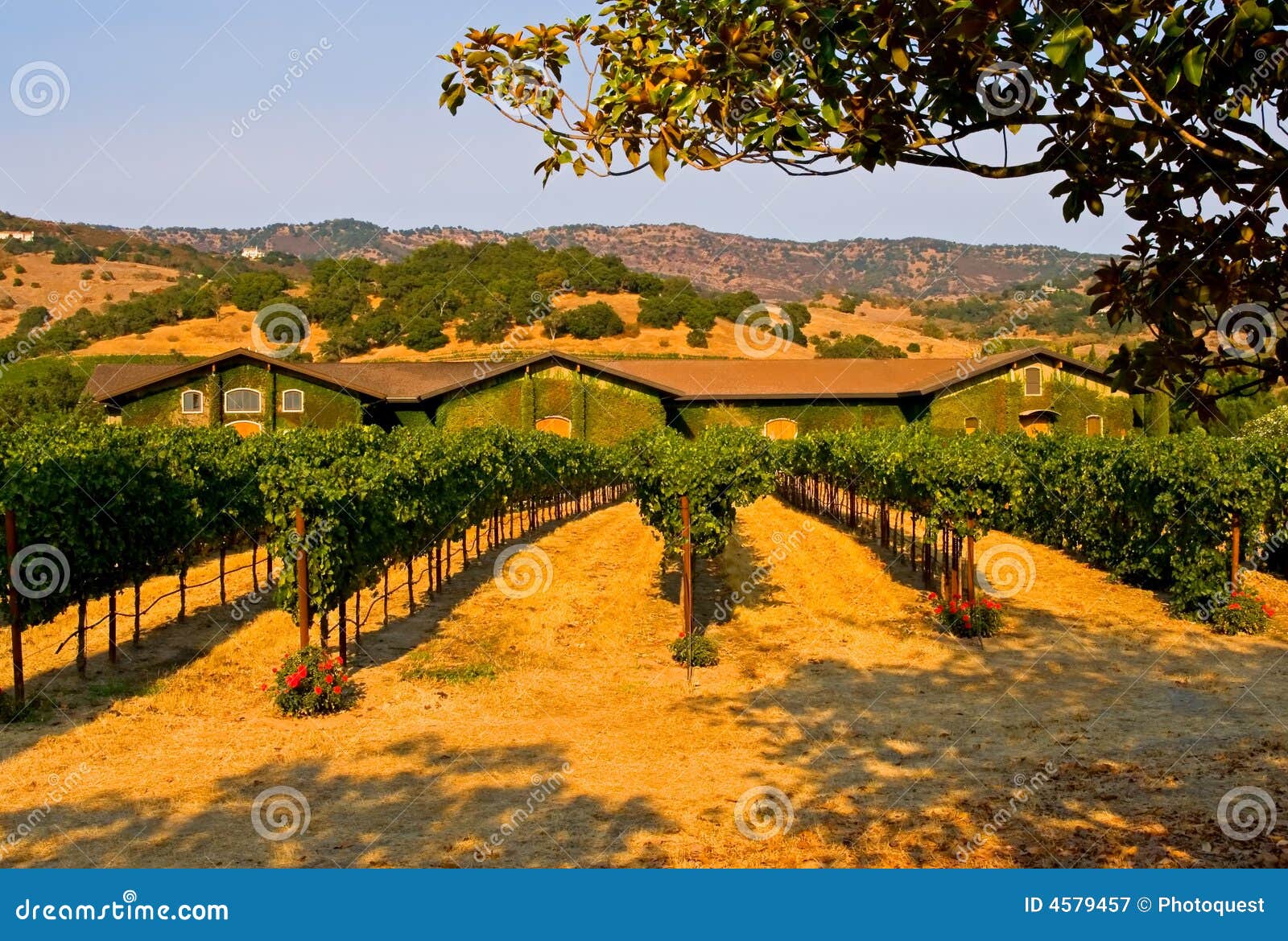 Winery at sunset stock image. Image of outdoor, relaxing - 4579457