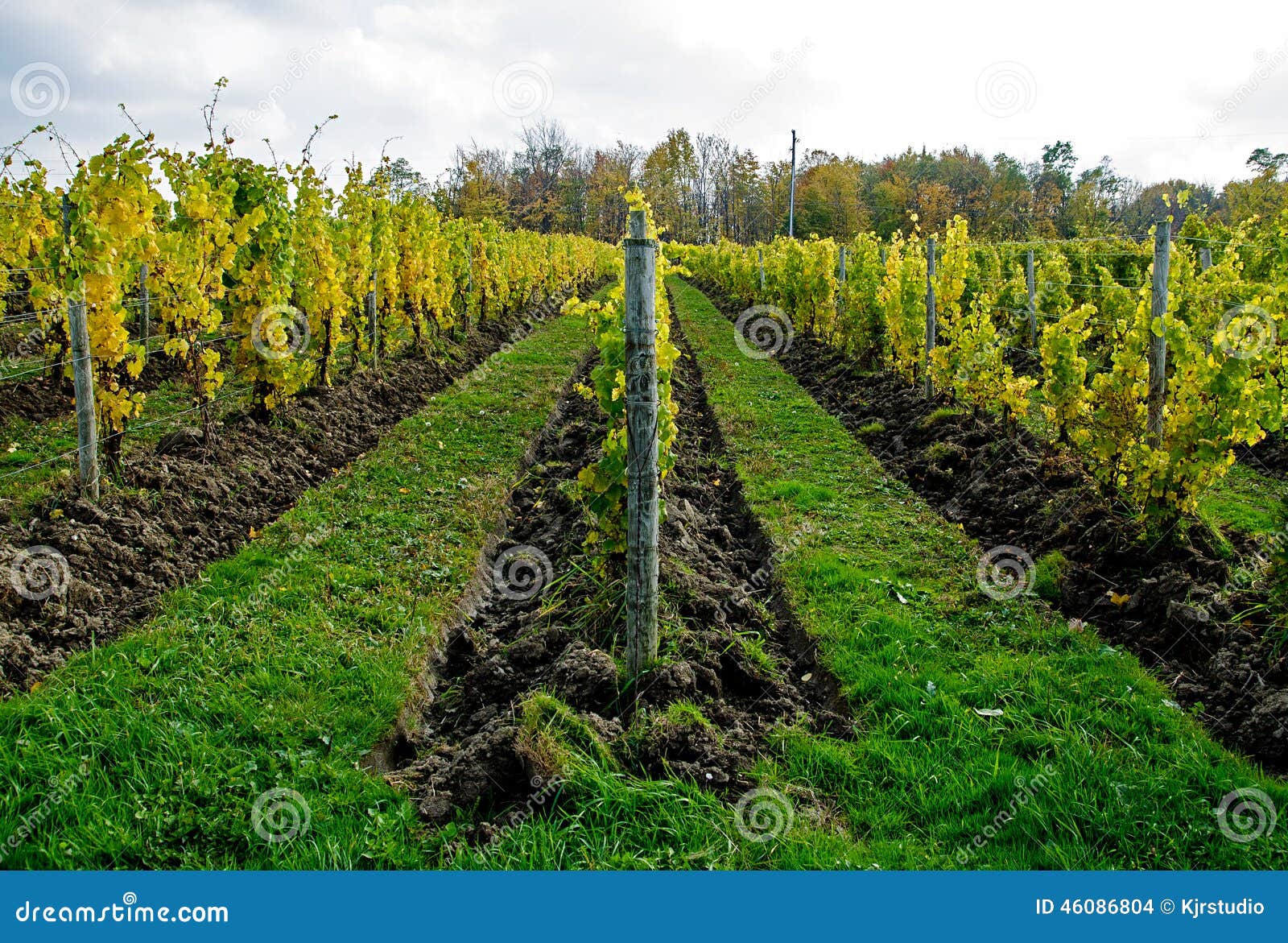 Roma Bottle Tree Stock Photos - Free & Royalty-Free Stock Photos from ...