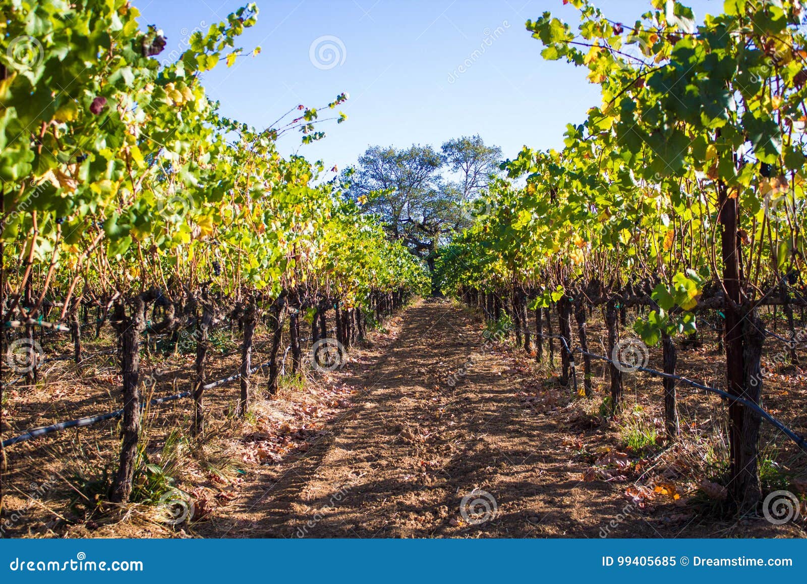 Winery stock image. Image of adventure, california, ripple - 99405685