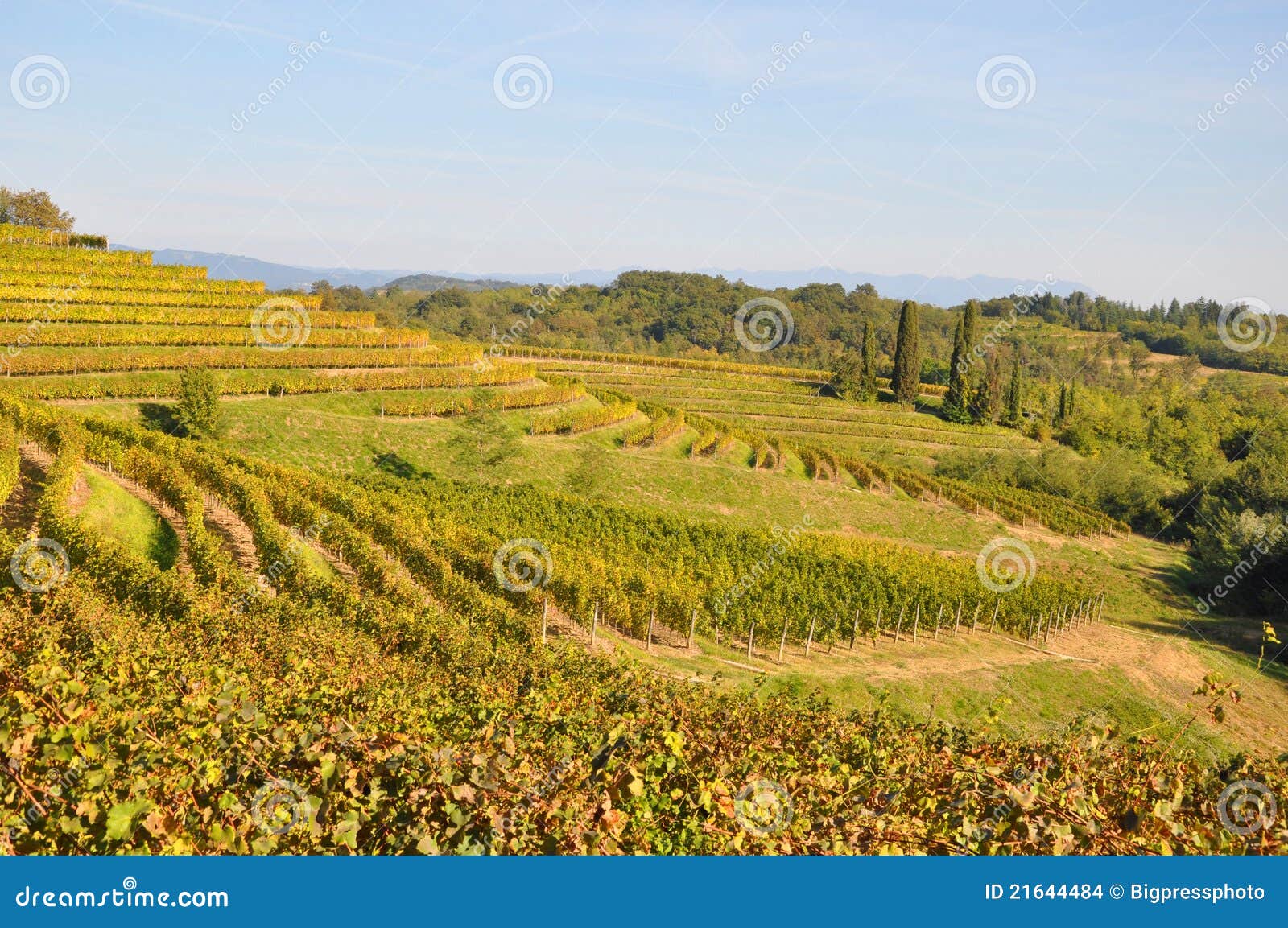 Winery And Wine Friuli Italy Stock Photo - Image of winelands ...