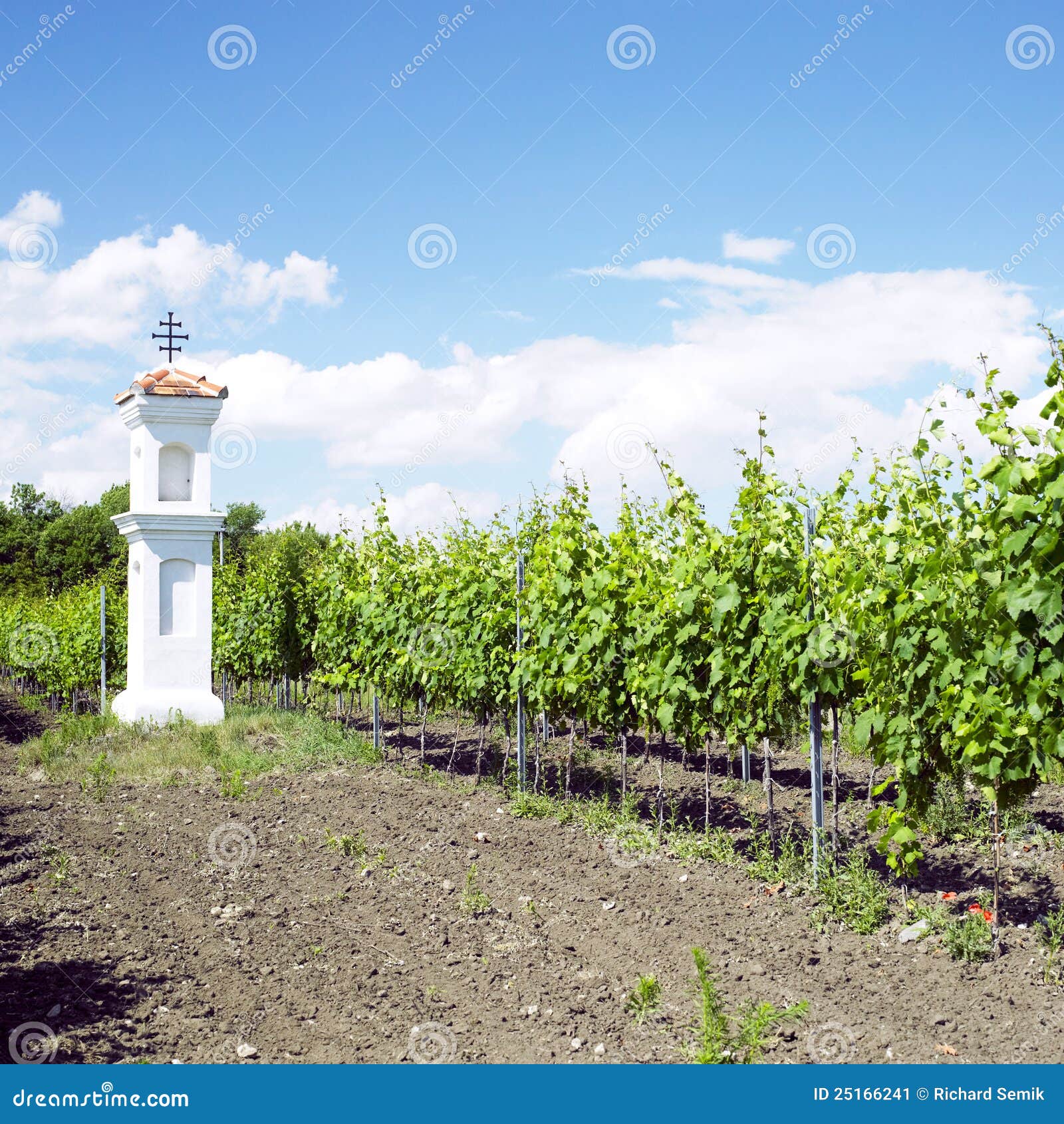 Wineyard, Czech Republic stock image. Image of viticulture - 25166241