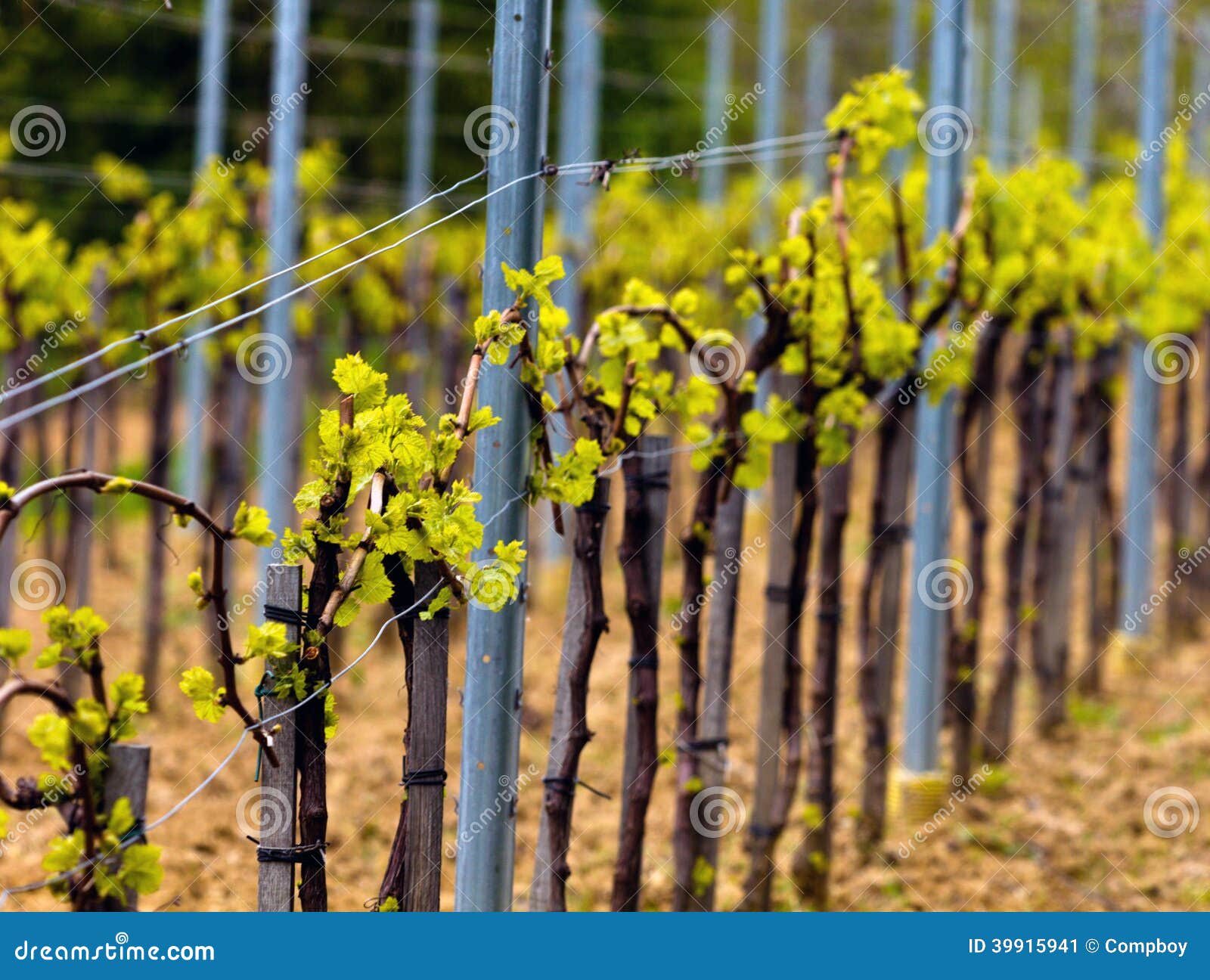 Wineyard in the spring stock image. Image of grapes, linear - 39915941