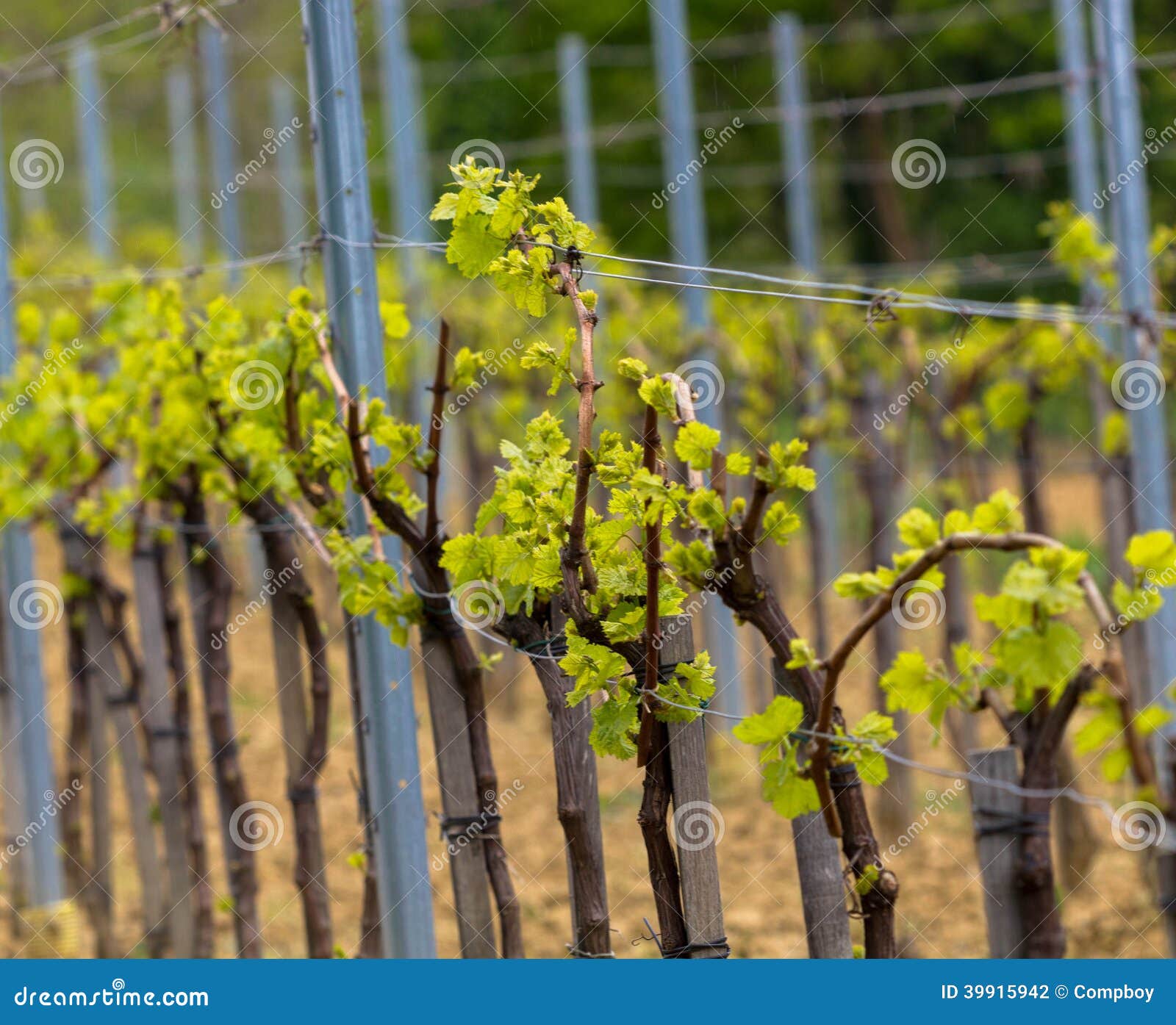 Wineyard in the spring stock photo. Image of local, yard - 39915942