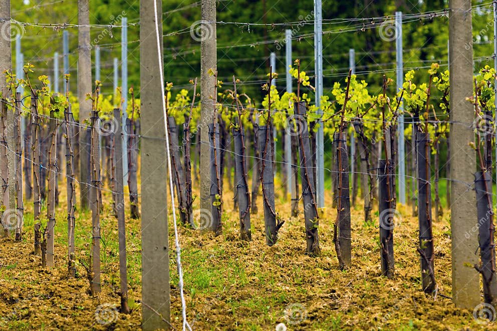 Wineyard in the spring stock photo. Image of food, countryside - 39915944