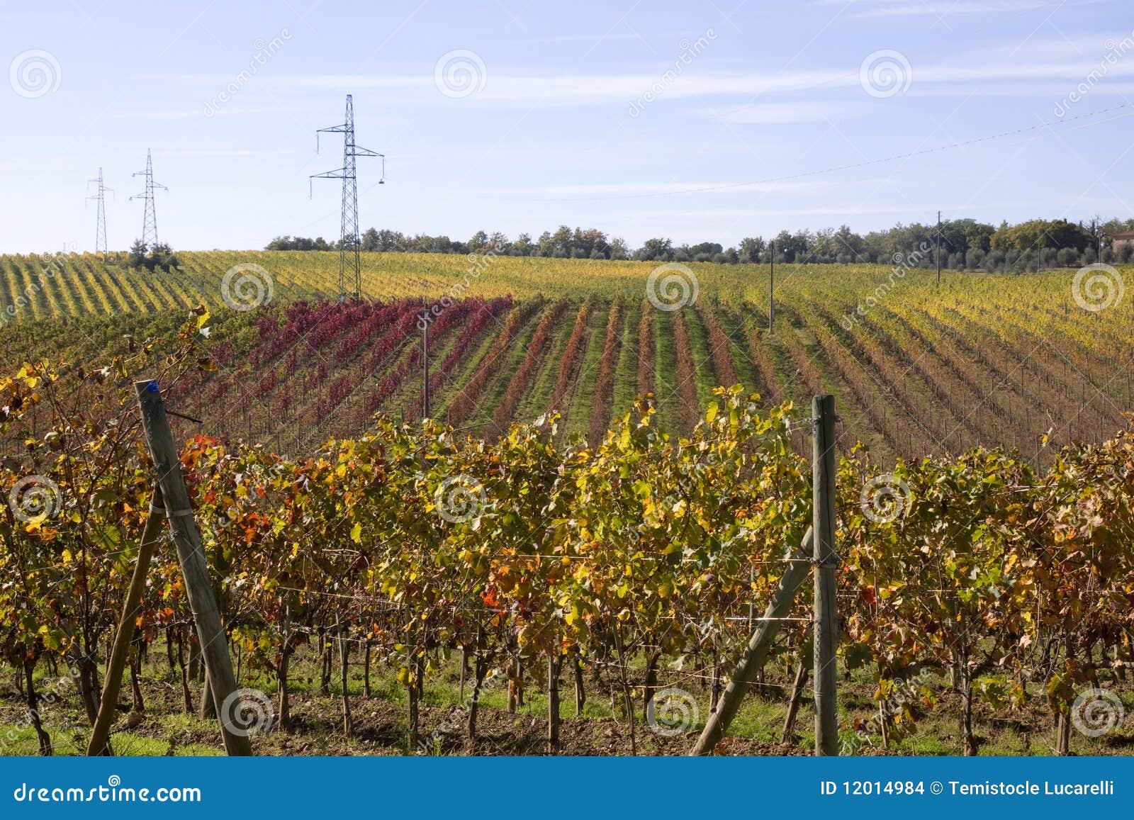 Wineyards rows stock photo. Image of vineyard, trees - 12014984