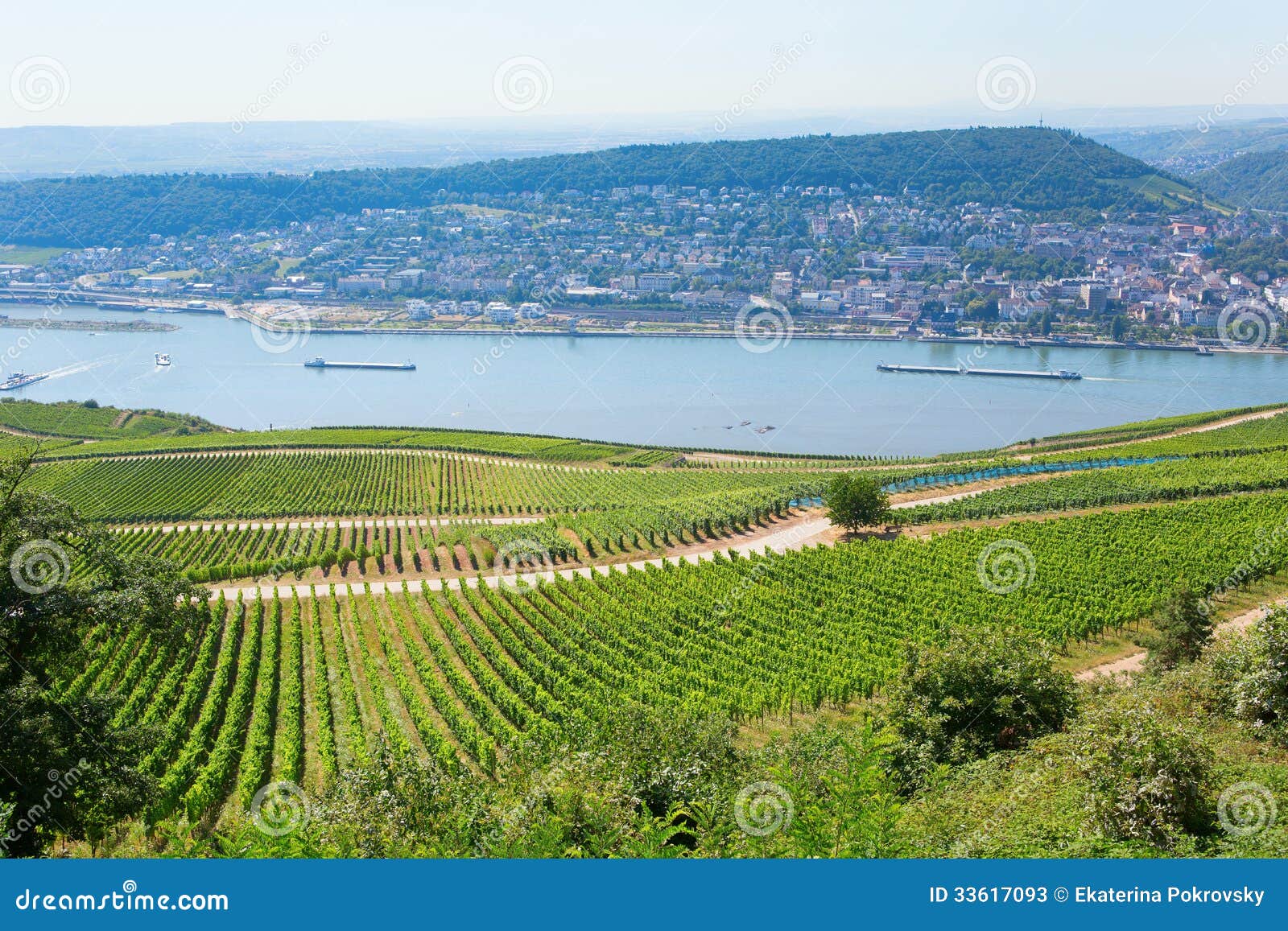Wineyards in Rudesheim am Rhein Stock Image - Image of park, beauty ...