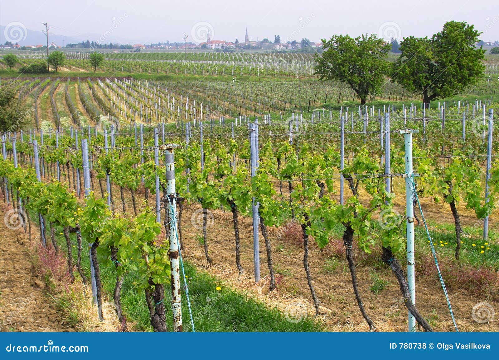 Wineyards in spring stock photo. Image of growing, champagne - 780738