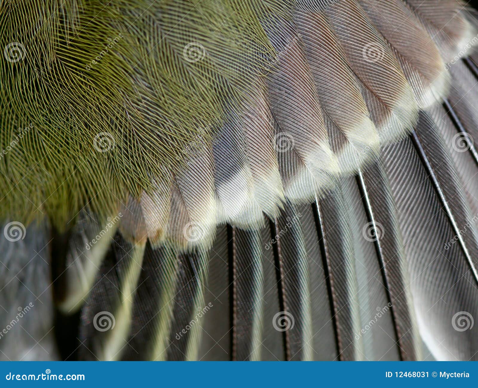 Wing stock image. Image of natural, animal, feather, background - 12468031