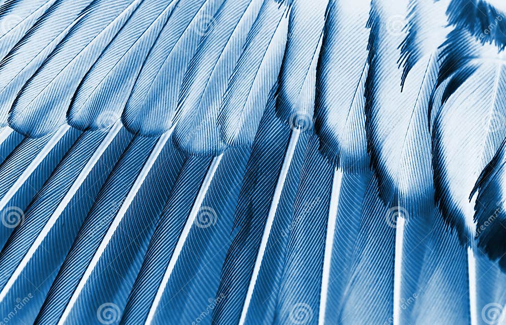 Wing stock image. Image of copy, bird, effect, frame - 25812651
