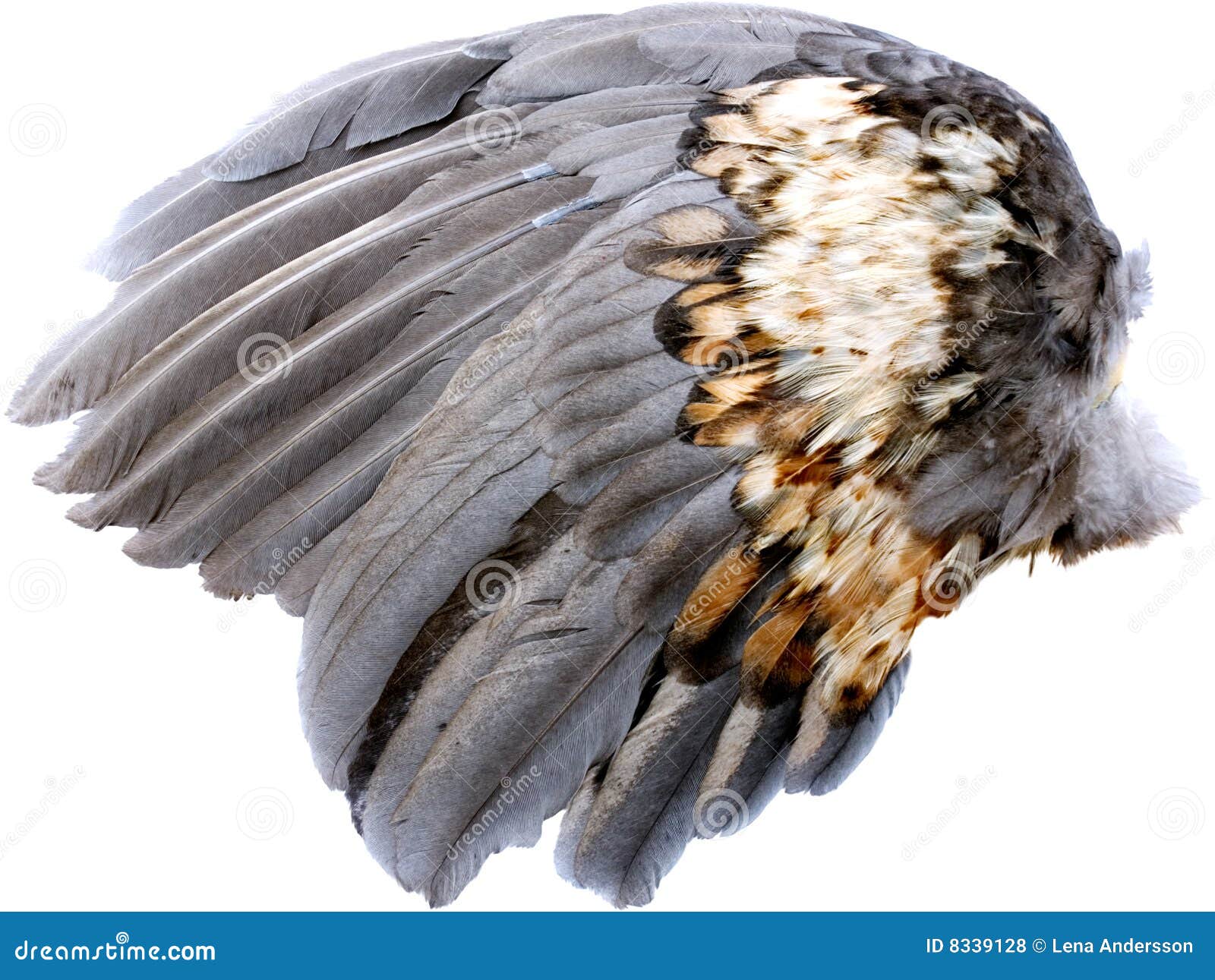 2,632 Chicken Wing Pattern Stock Photos - Free & Royalty-Free Stock ...