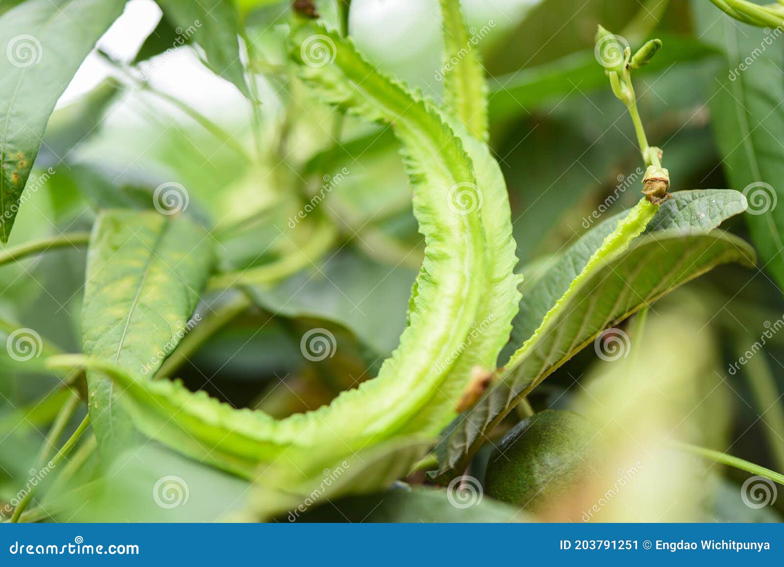 Wing Bean Grows on Vine Tree, Young Winged Beans Agriculture Stock ...