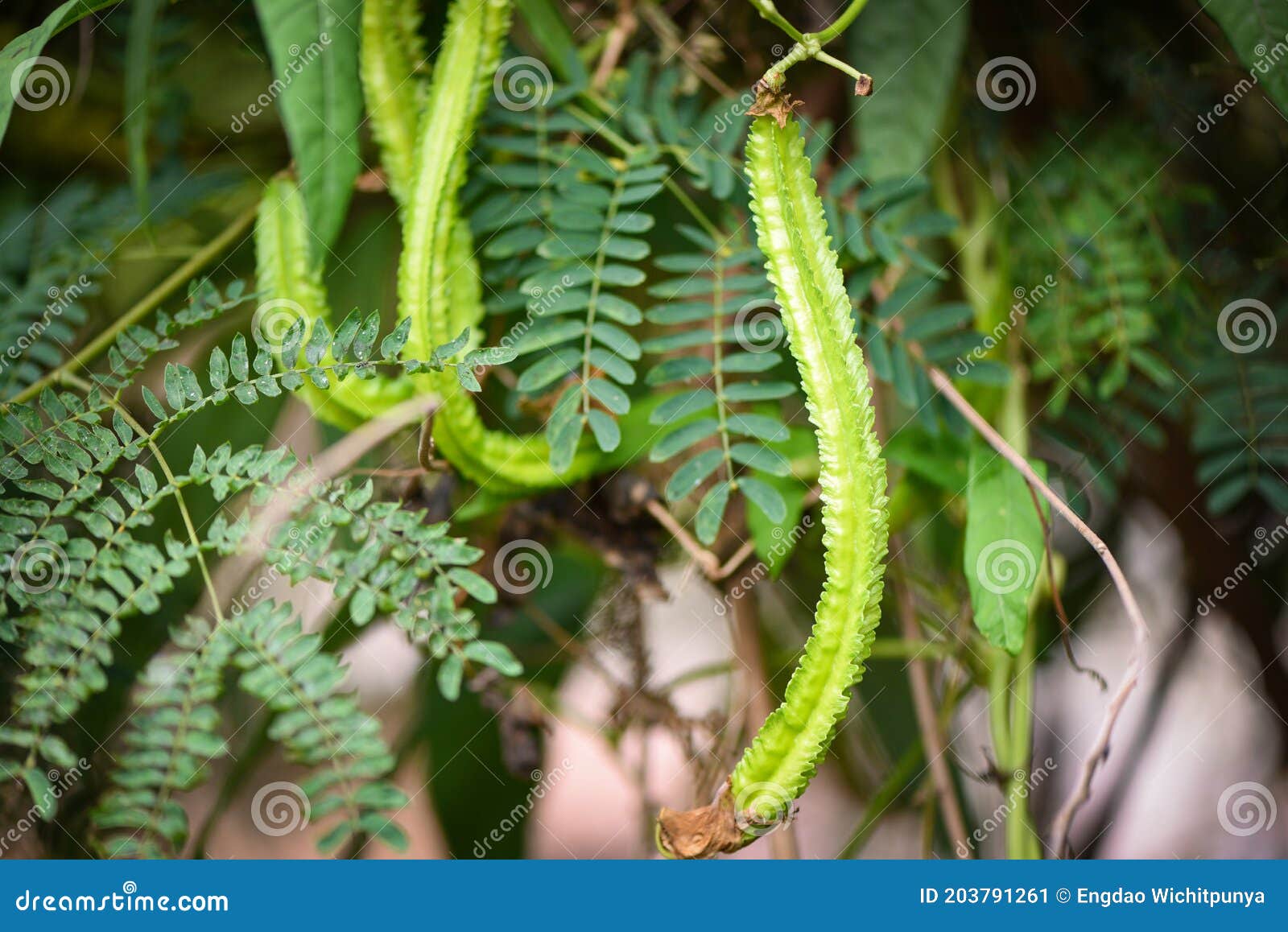 Wing Bean Grows on Vine Tree, Young Winged Beans Agriculture Stock ...