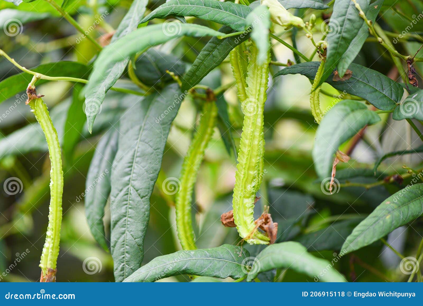 Wing Bean Grows on Vine Tree, Young Winged Beans Agriculture Stock ...