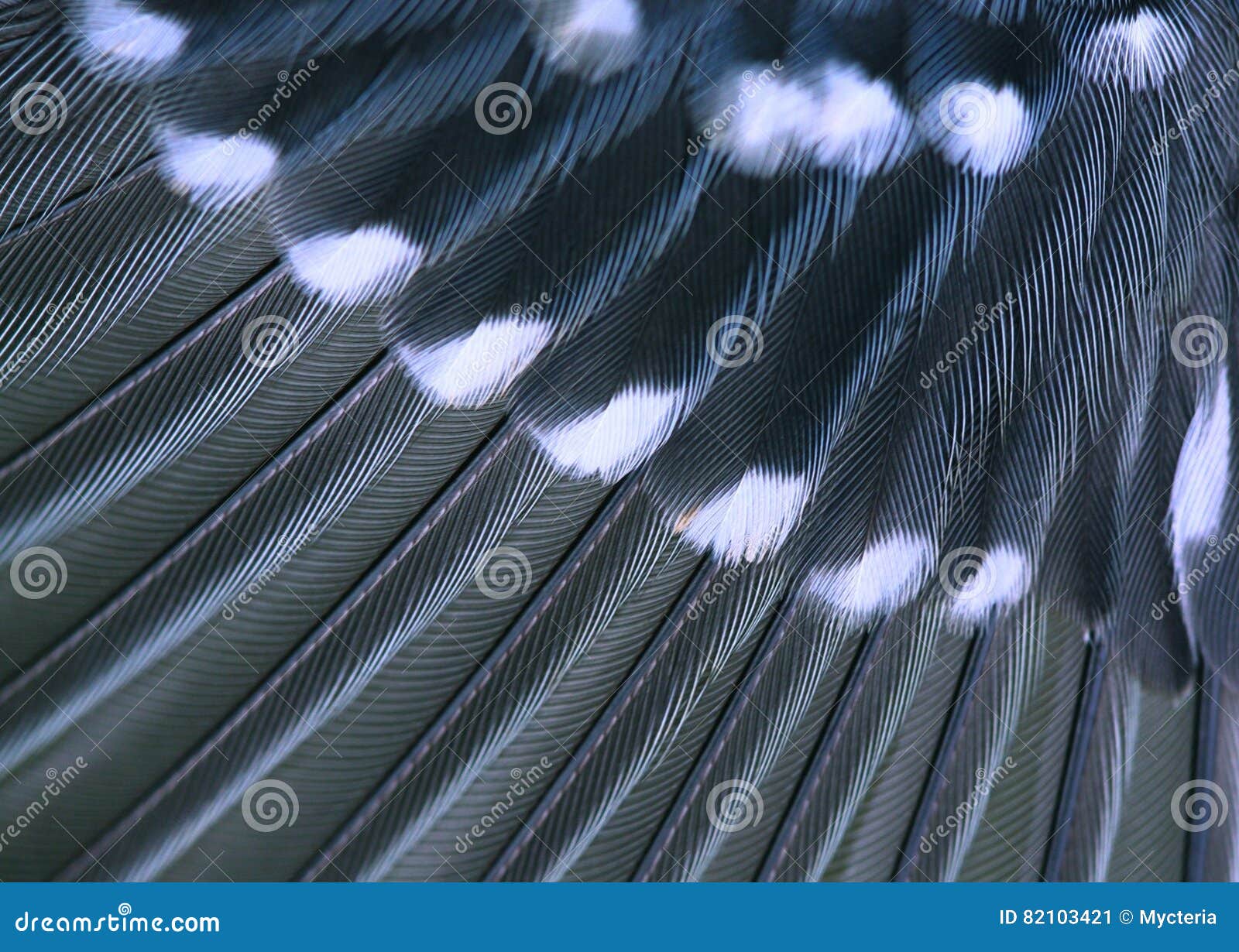 Wing stock image. Image of fluffy, barb, pattern, closeup - 82103421