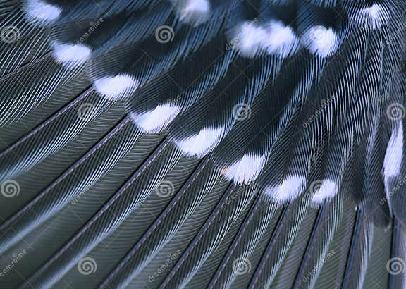 Wing stock image. Image of fluffy, barb, pattern, closeup - 82103421