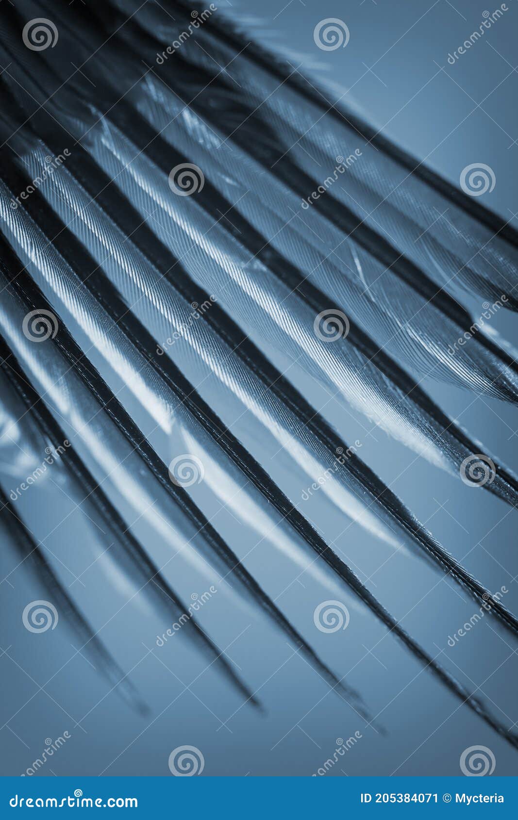 Wing stock image. Image of group, avian, plumage, blue - 205384071