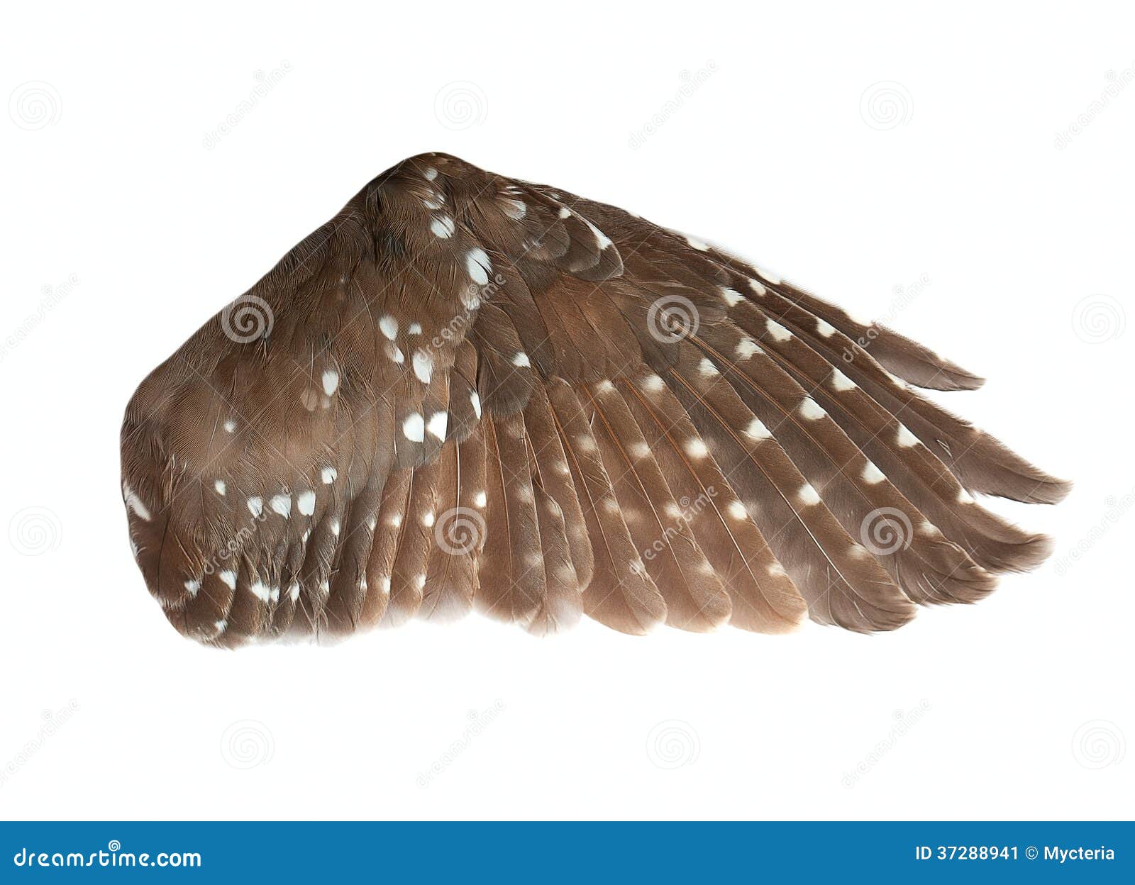 Bird Wing Texture Royalty-Free Stock Photography | CartoonDealer.com ...