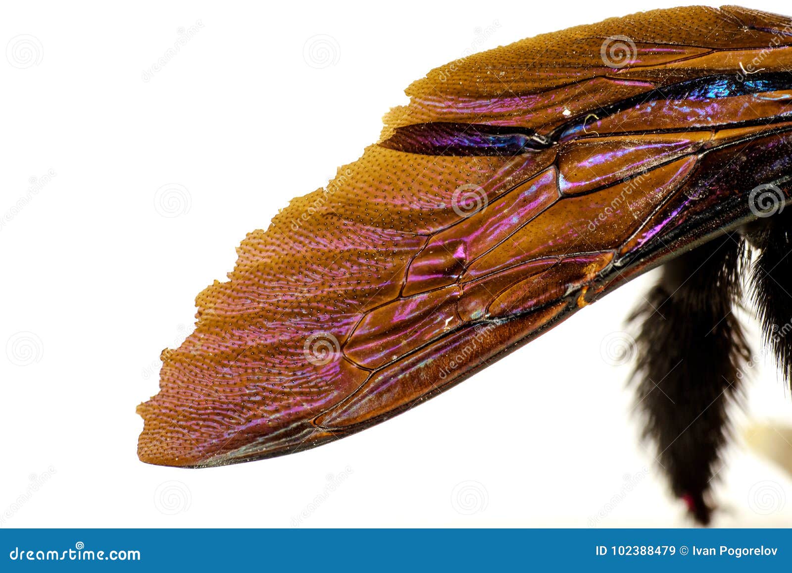 The Wing of a Black Bumblebee Under a Large Increase. Stock Image ...