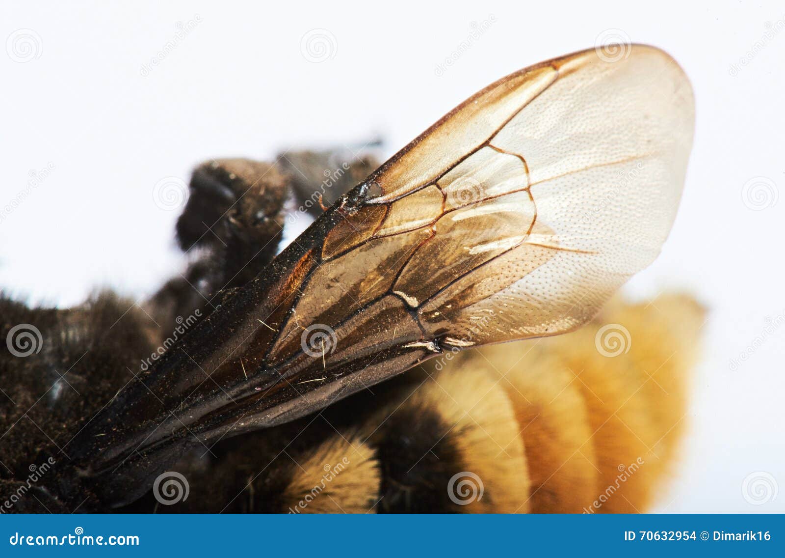 Wing of bumblebee stock photo. Image of white, black - 70632954