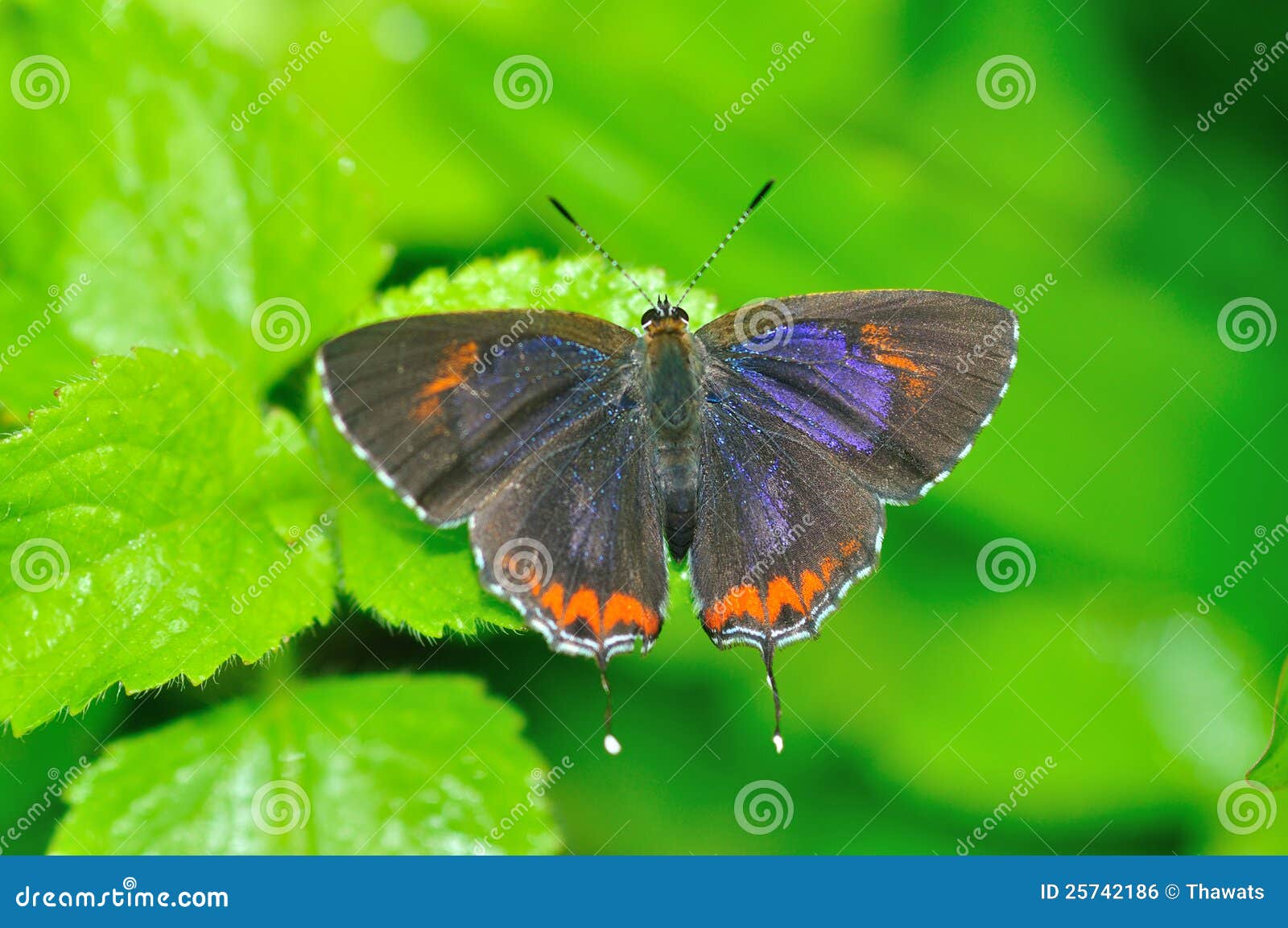 Wing of Butterfly stock photo. Image of butterfly, gold - 25742186