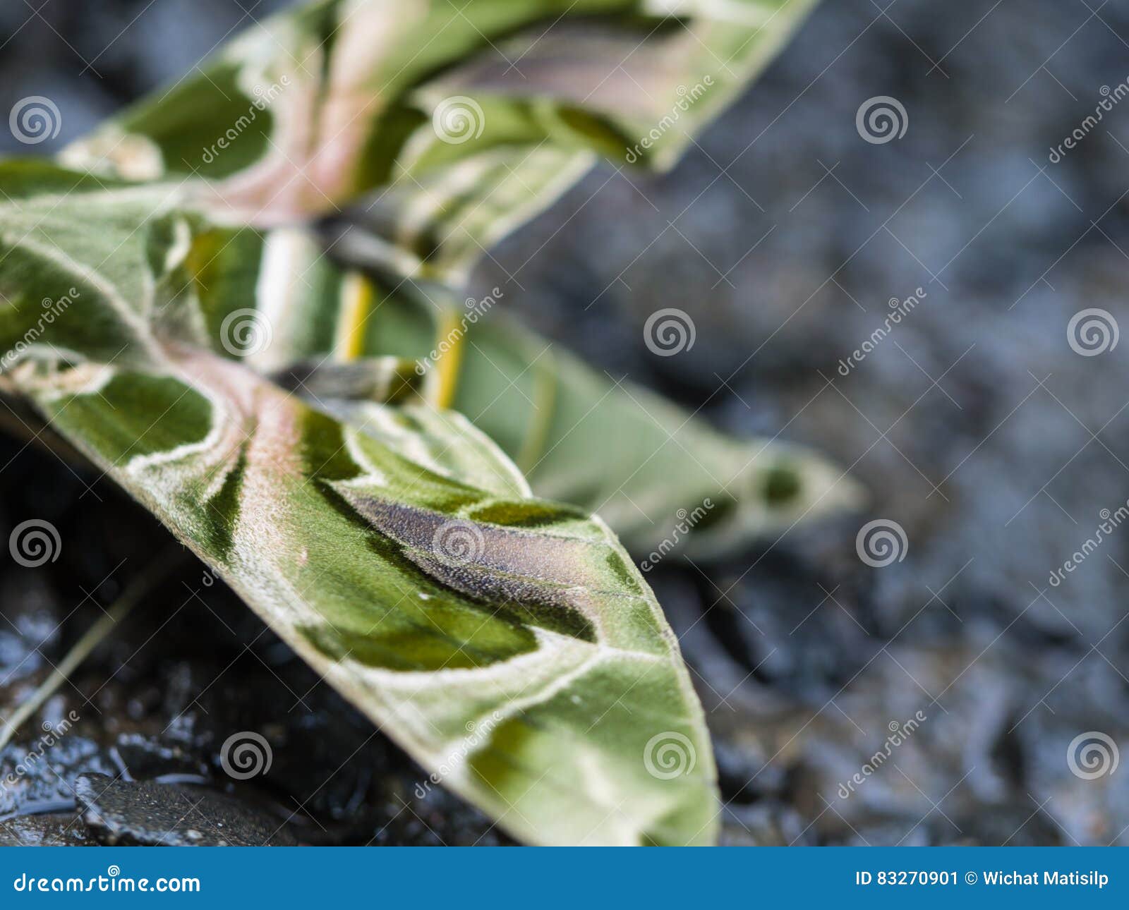 Wing of Butterfly Camouflage Stock Image - Image of black, lepidoptera ...