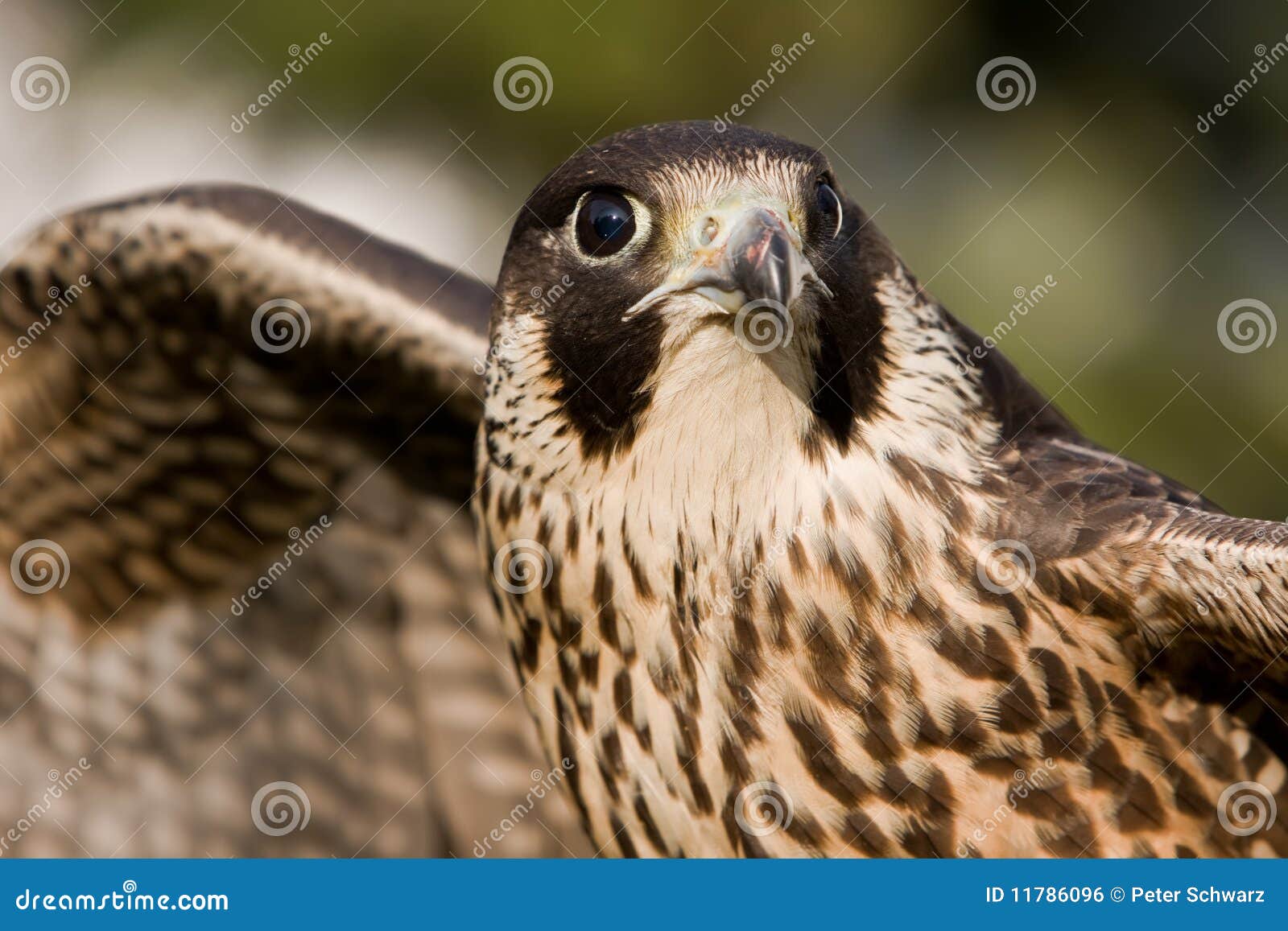 Wing falcon stock photo. Image of aquila, buzzard, bird - 11786096